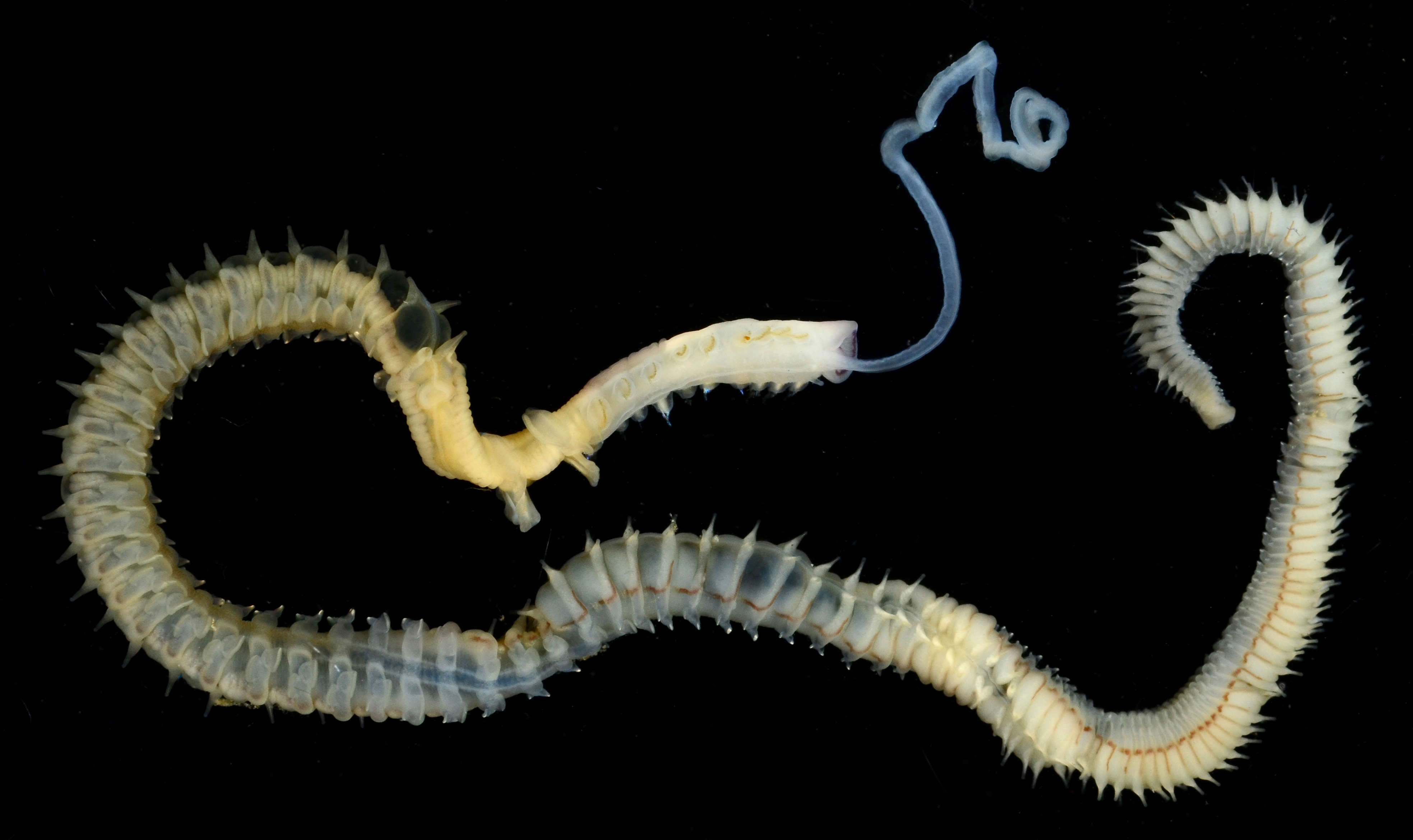 Phyllochaetopterus Grube, 1863