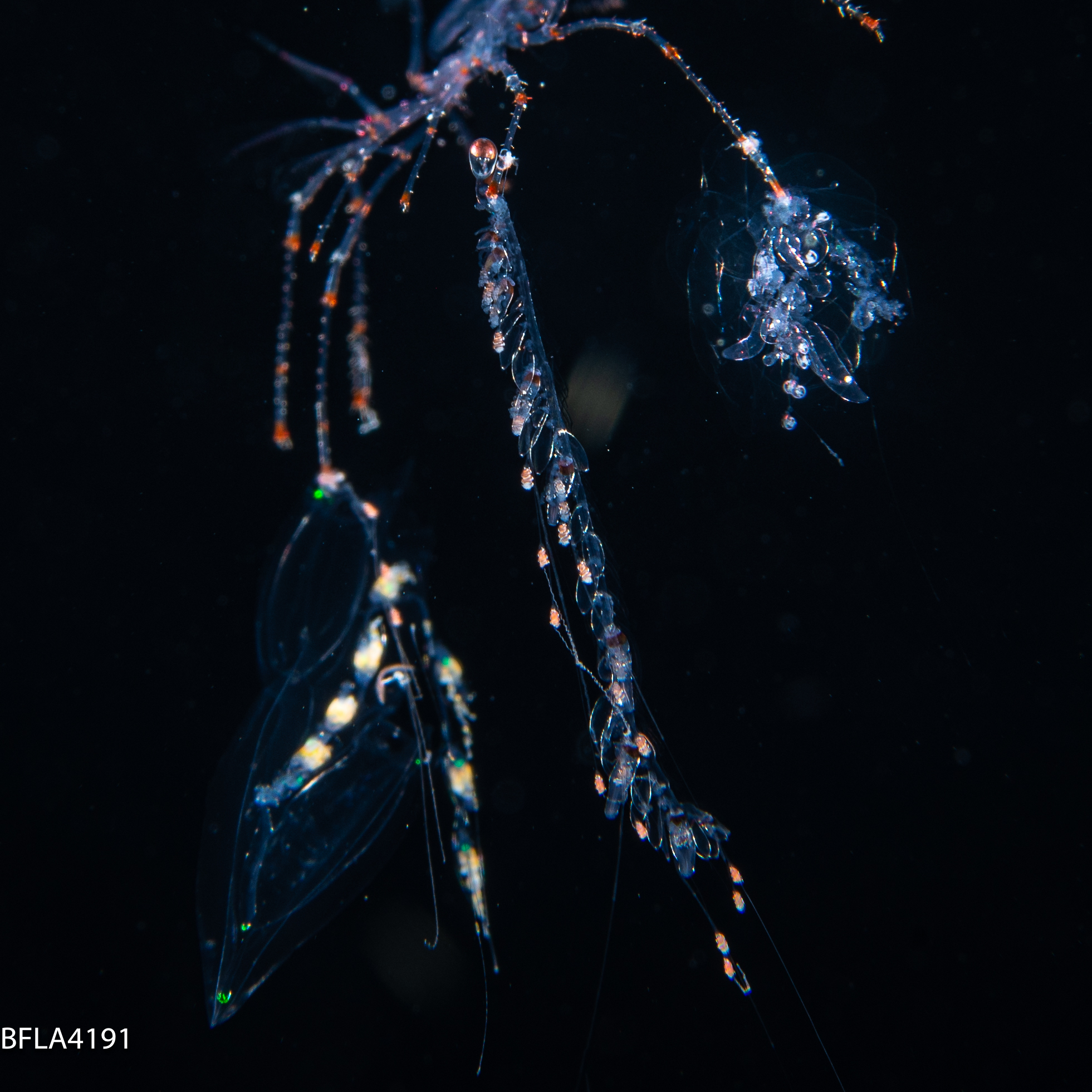 Diphyes dispar Chamisso & Eysenhardt, 1821