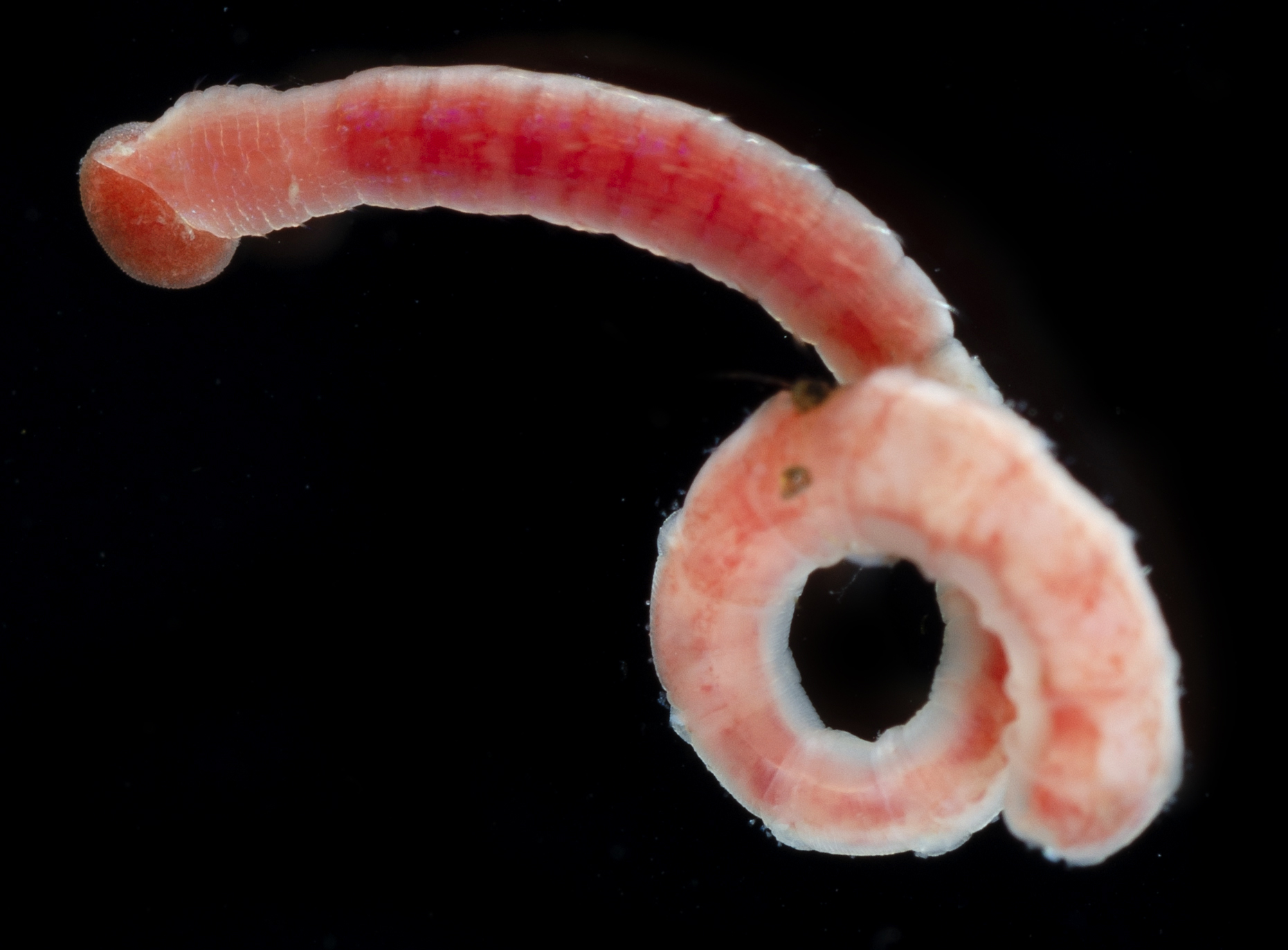 Notomastus M.Sars, 1851