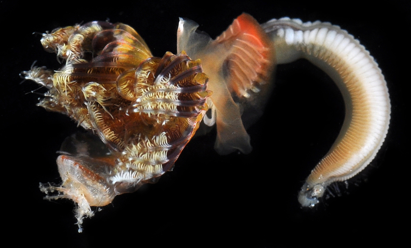 Spirobranchus tetraceros (Schmarda, 1861)