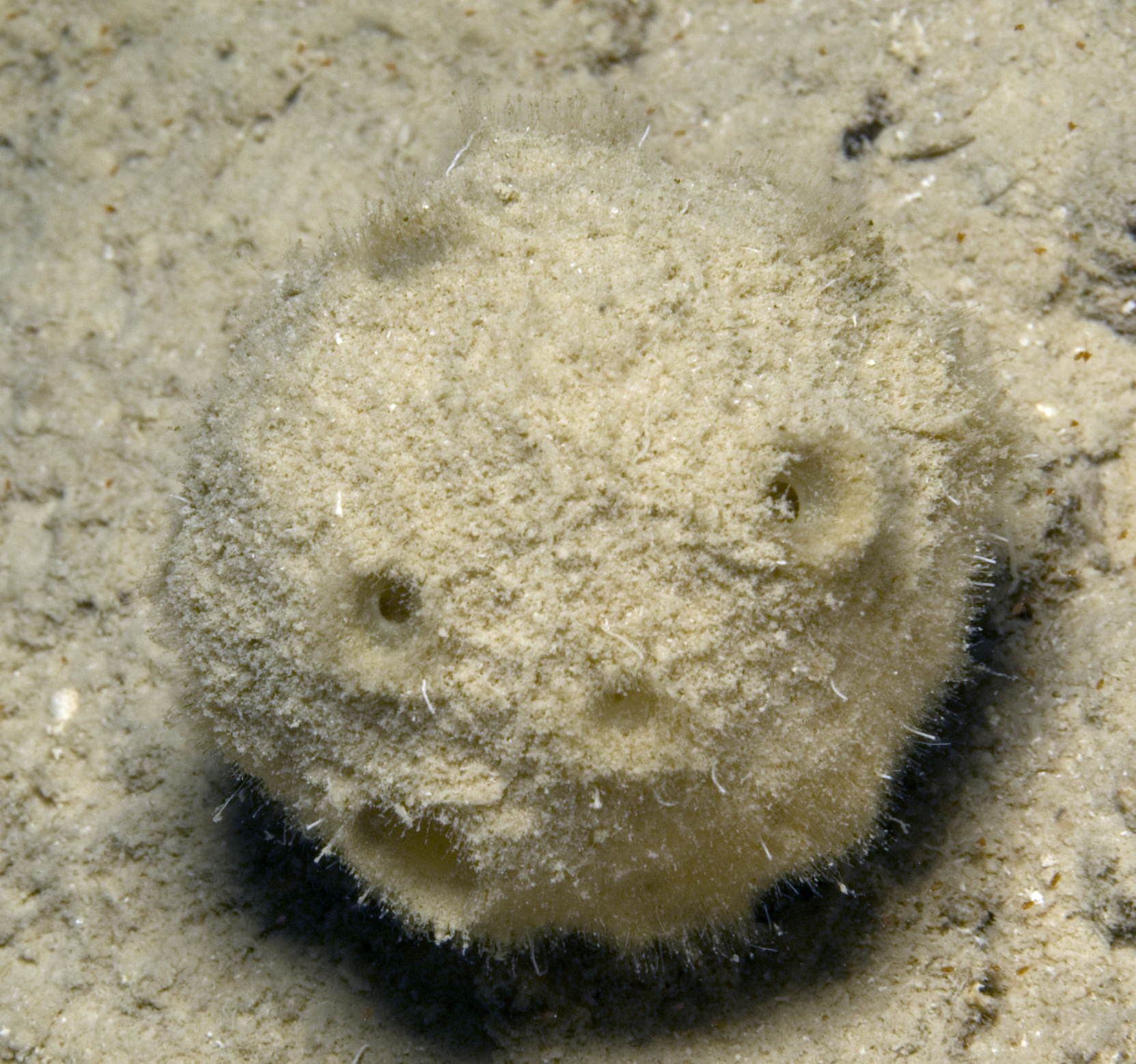 Cinachyra Sollas, 1886