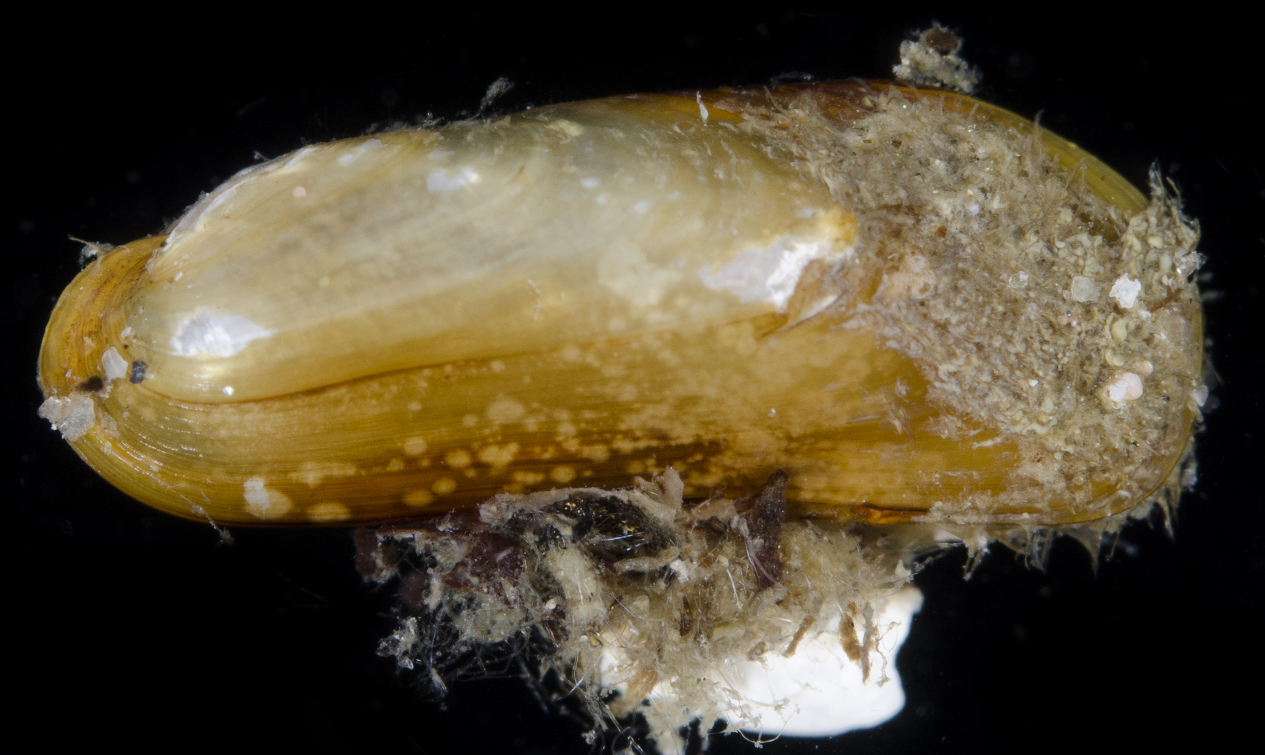 STRI Marine Portal - Adula californiensis