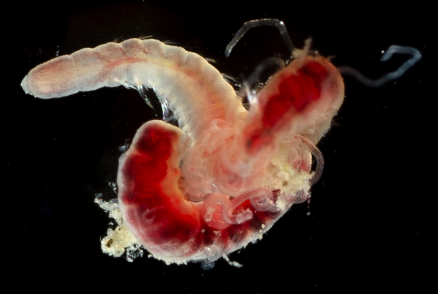 Aphelochaeta Blake, 1991