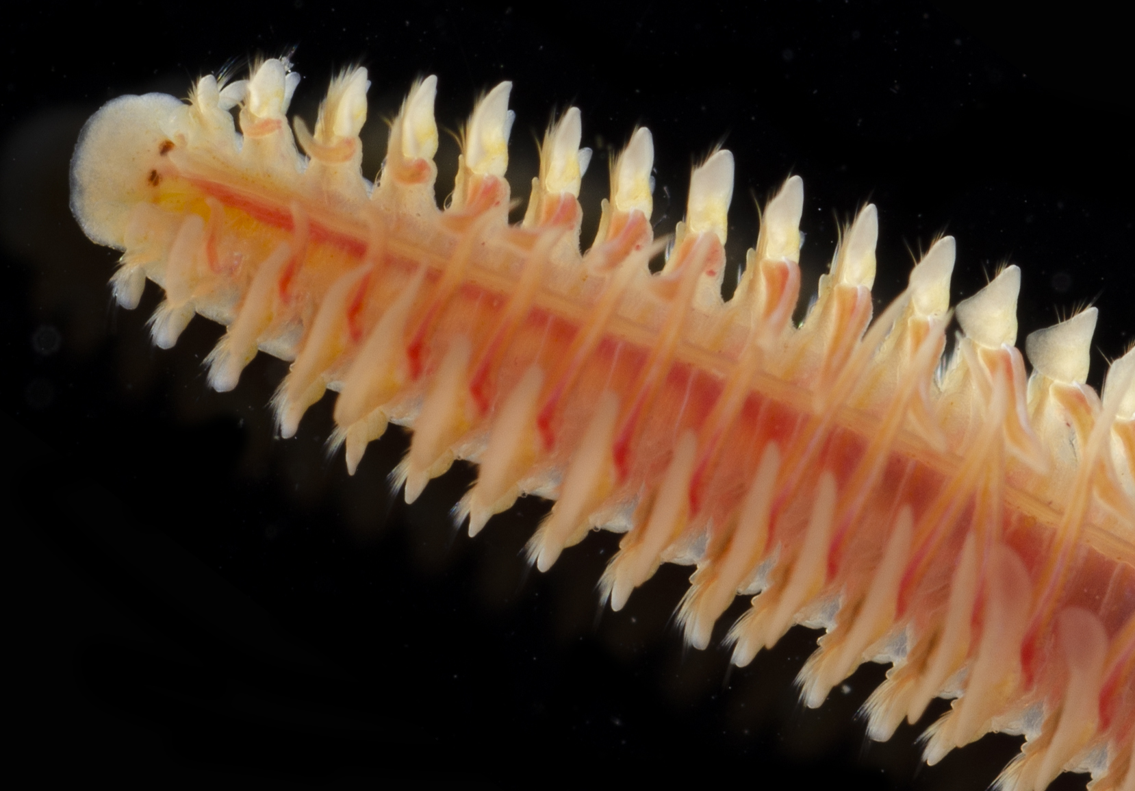 Laonice cirrata (M.Sars, 1851)