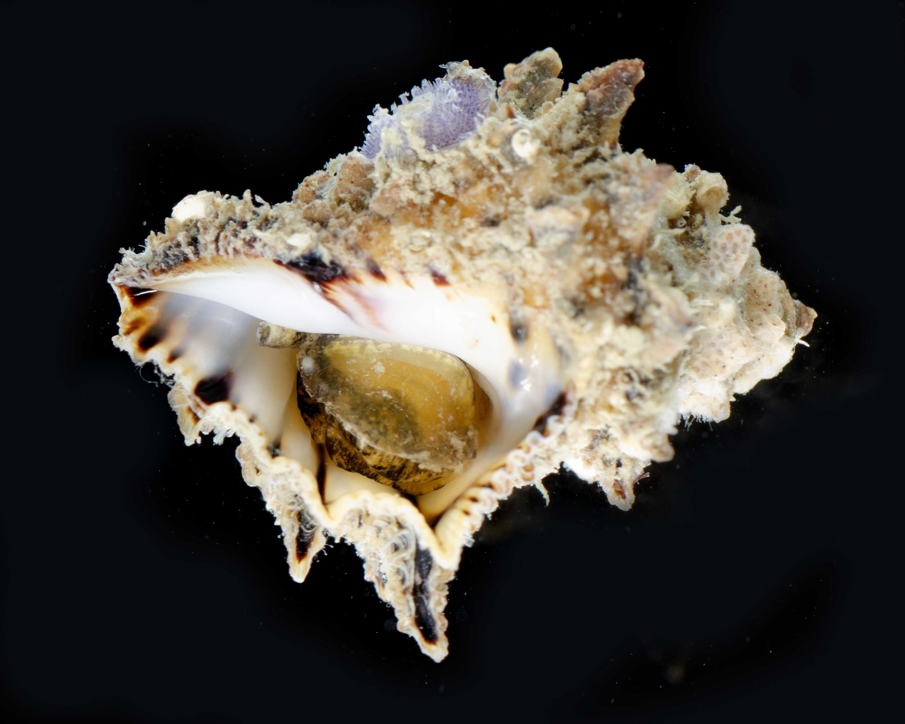 Indothais sacellum (Gmelin, 1791)