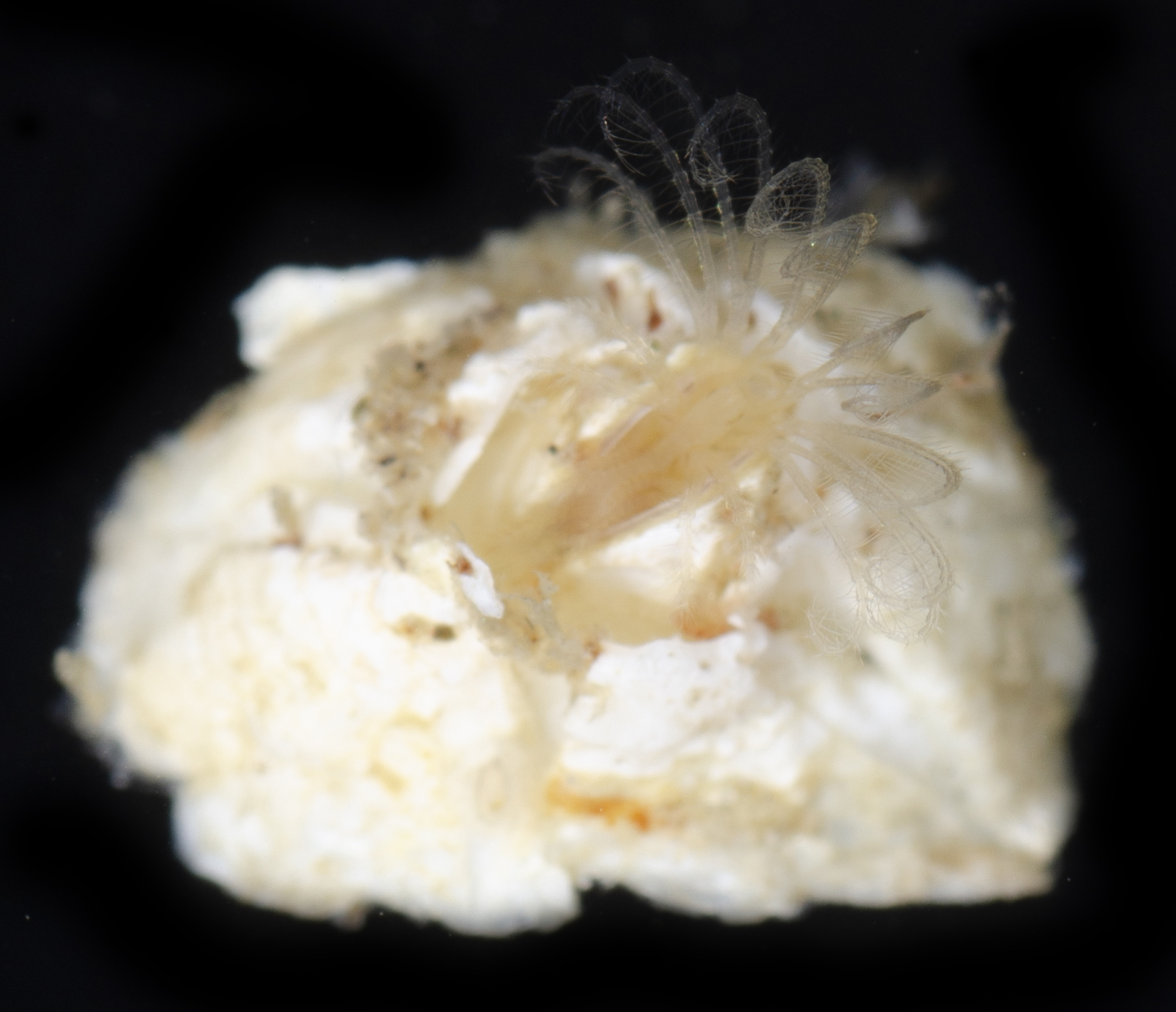 Balanus balanus (Linnaeus, 1758)