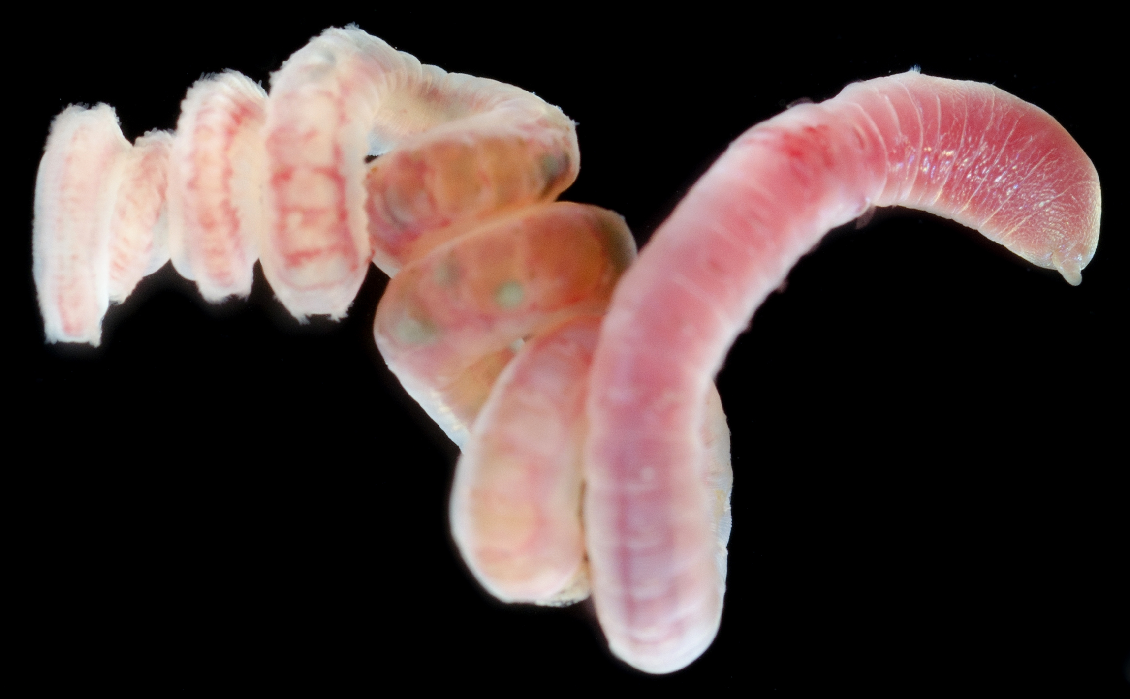 Heteromastus filobranchus Berkeley & Berkeley, 1932