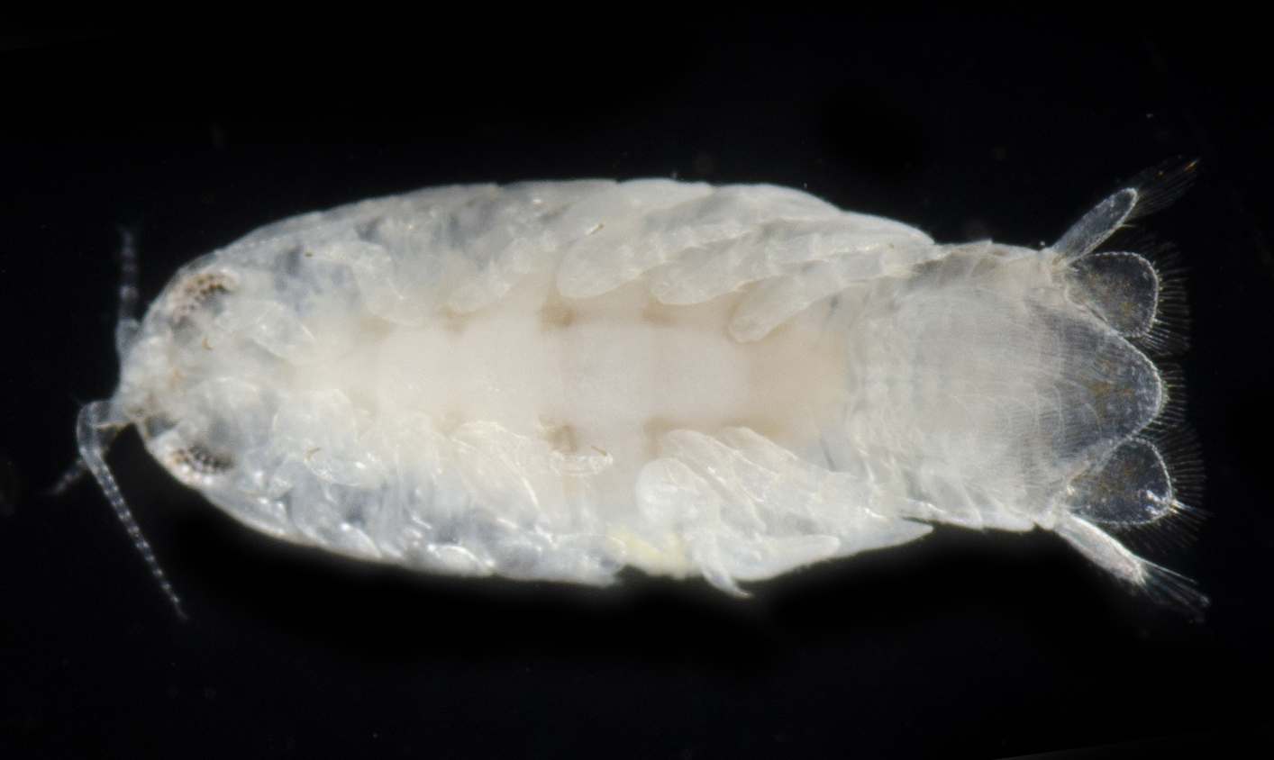 Corallanidae