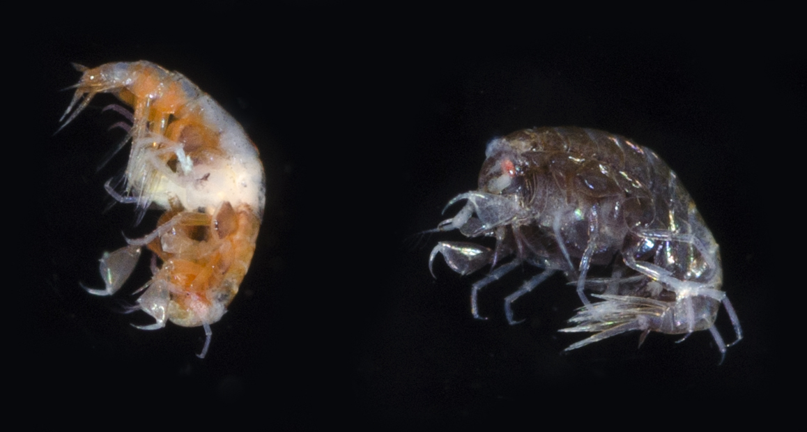 STRI Marine Portal - Amphilochidae