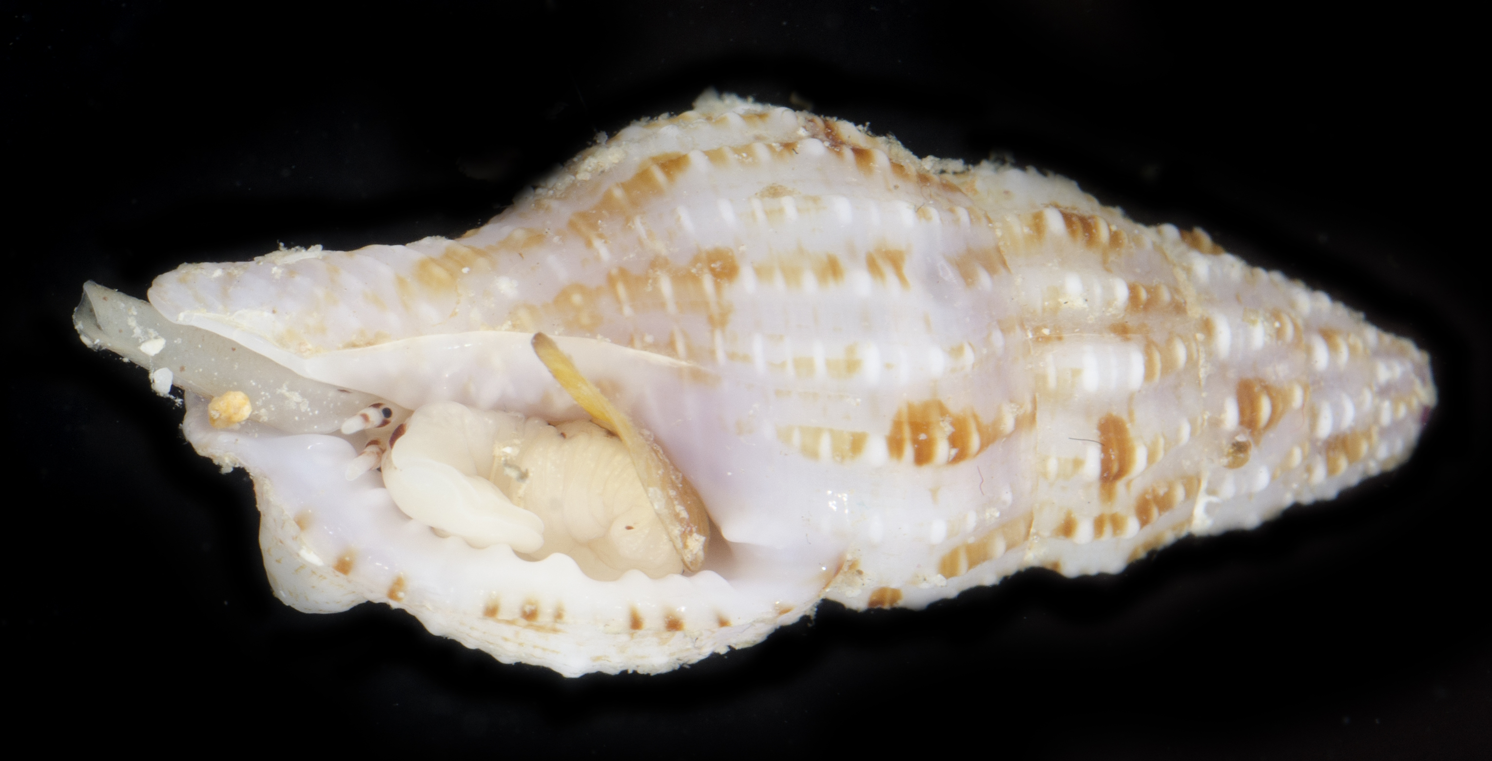 Prodotia iostoma (Gray, 1833)