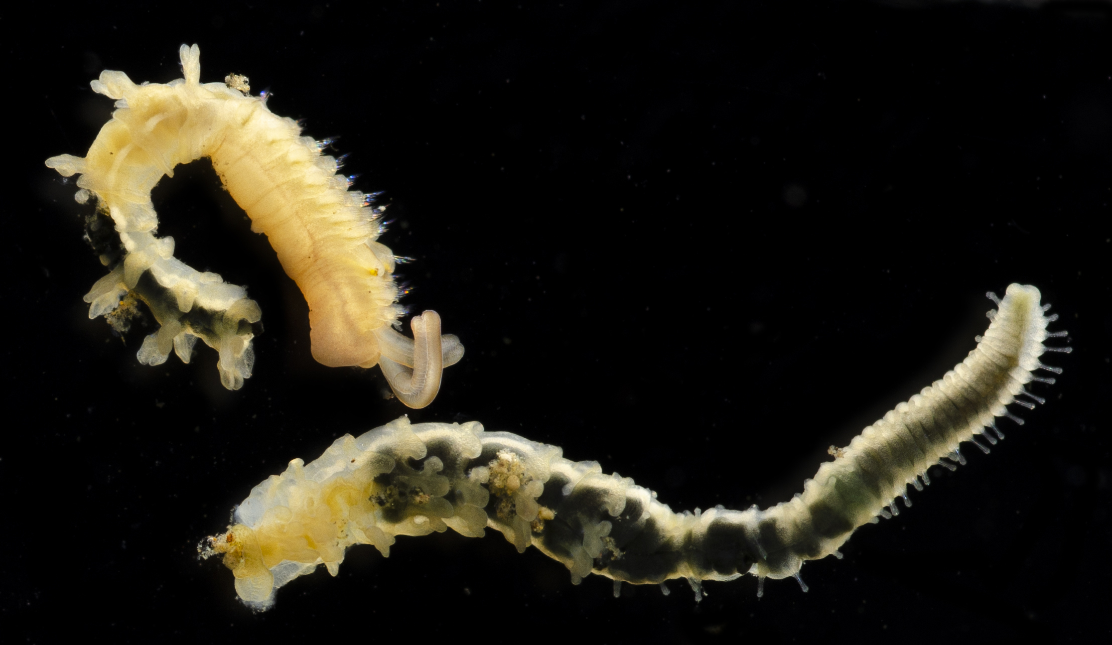 Phyllochaetopterus Grube, 1863