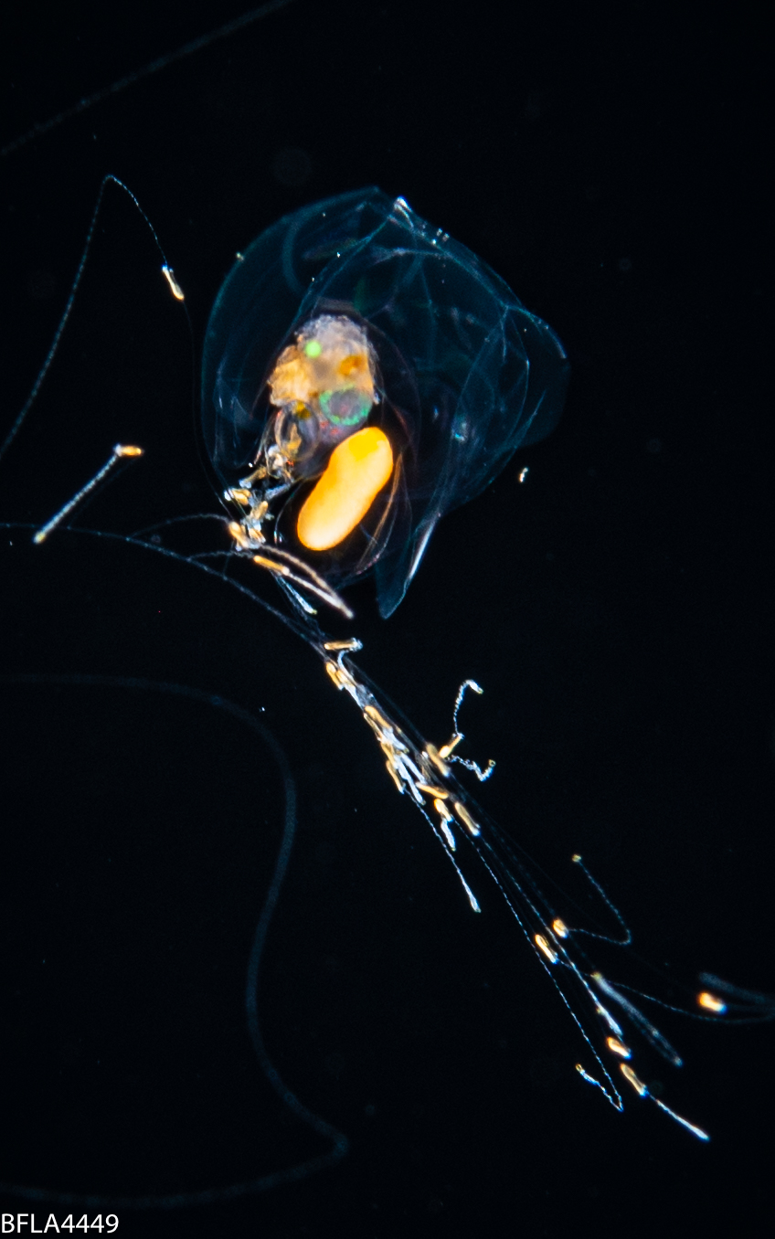 Diphyes dispar Chamisso & Eysenhardt, 1821