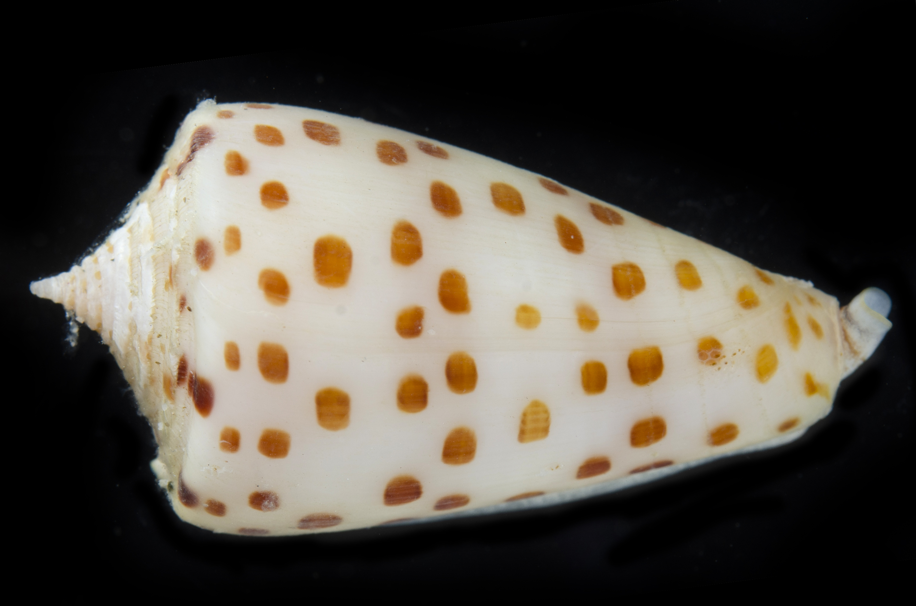 Conus tessulatus Born, 1778