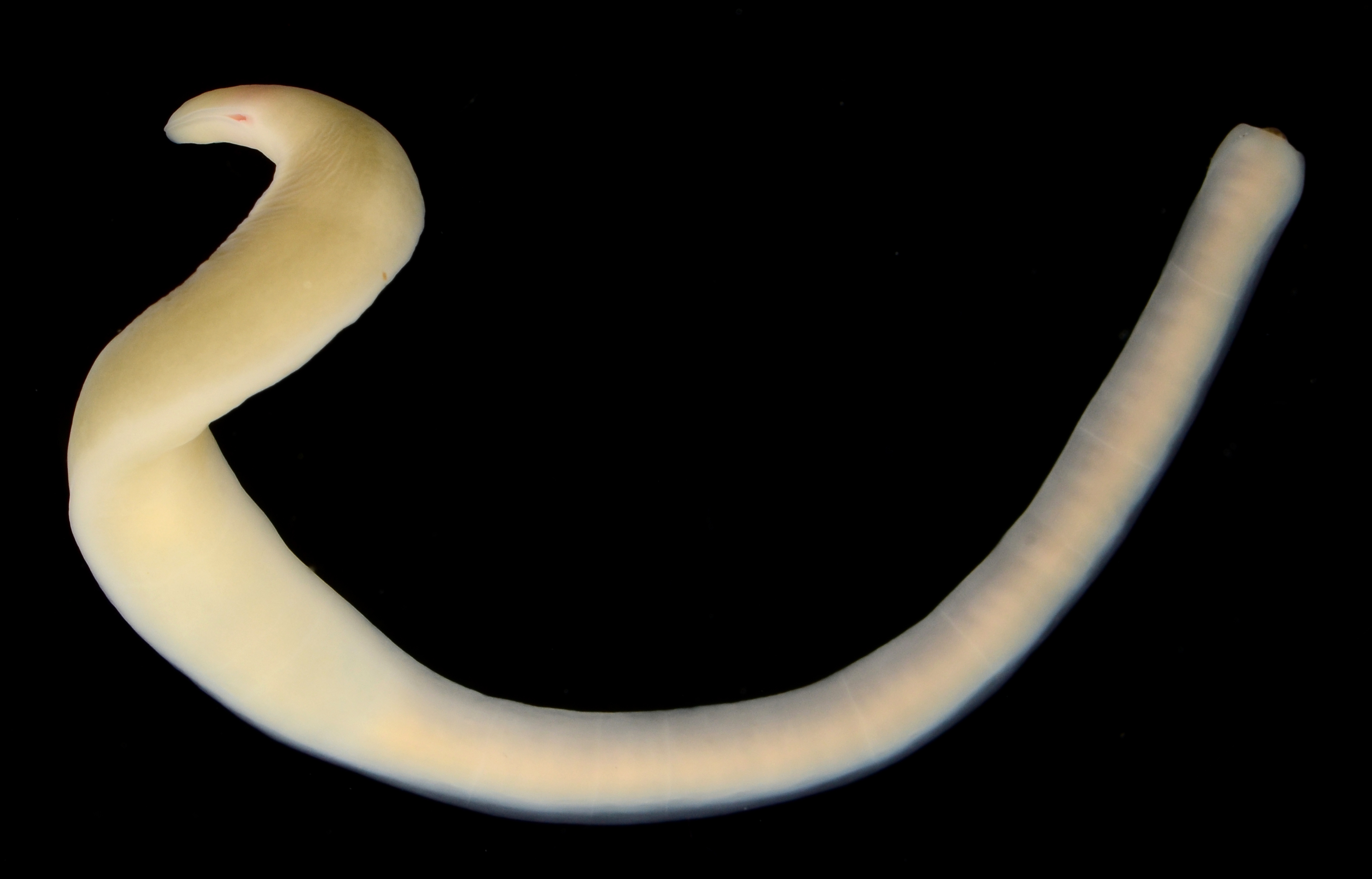 Cerebratulus lacteus (Leidy, 1851)