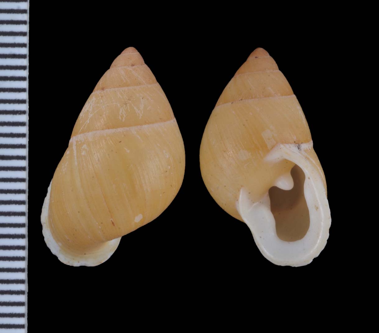 Partula auriculata Broderip, 1832