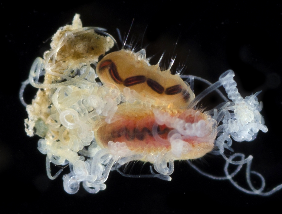 Aphelochaeta Blake, 1991