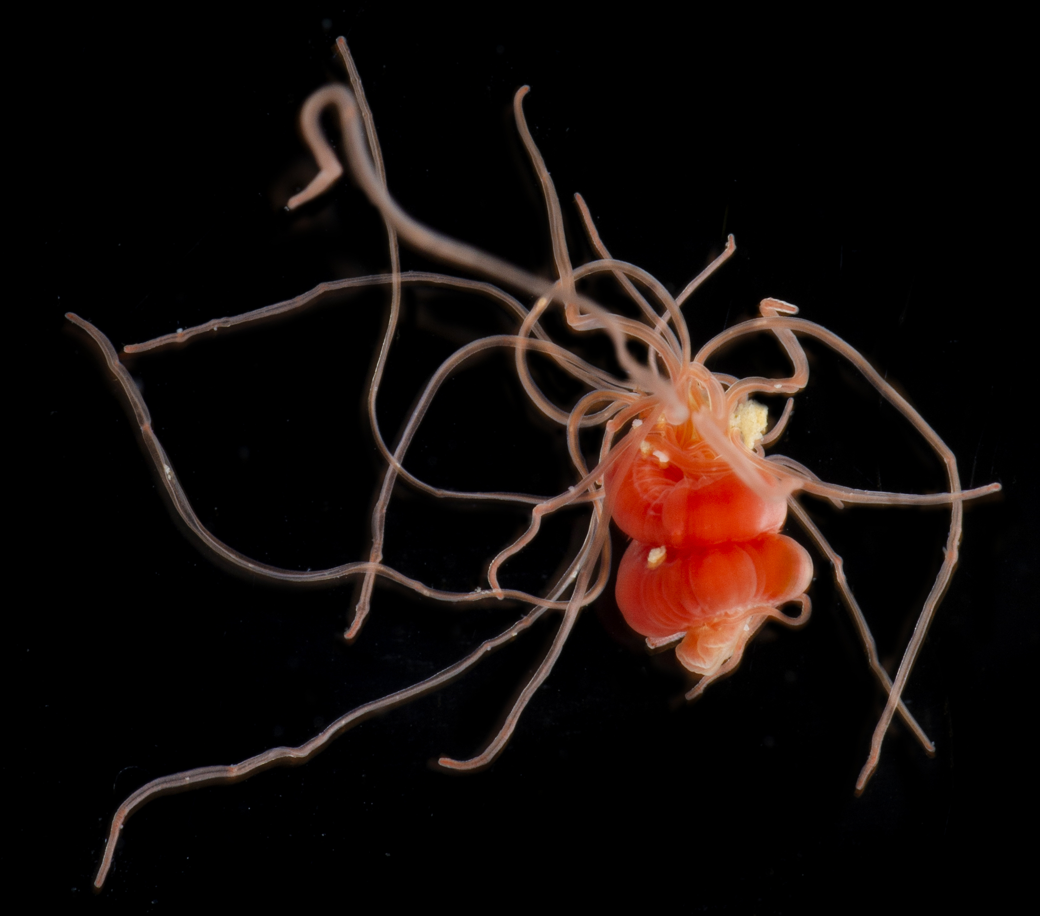 Terebella Linnaeus, 1767