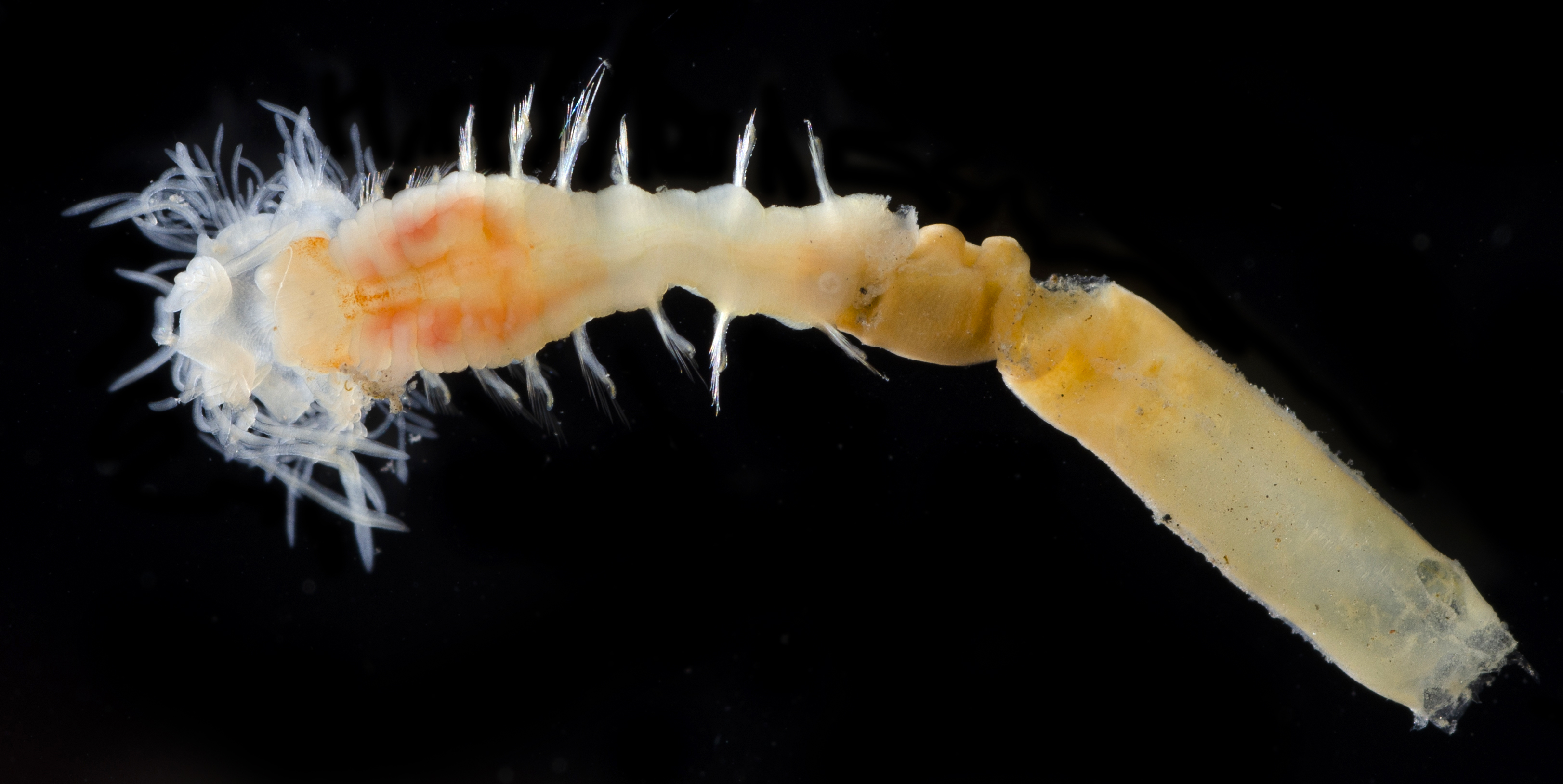 Polycirrus Grube, 1850