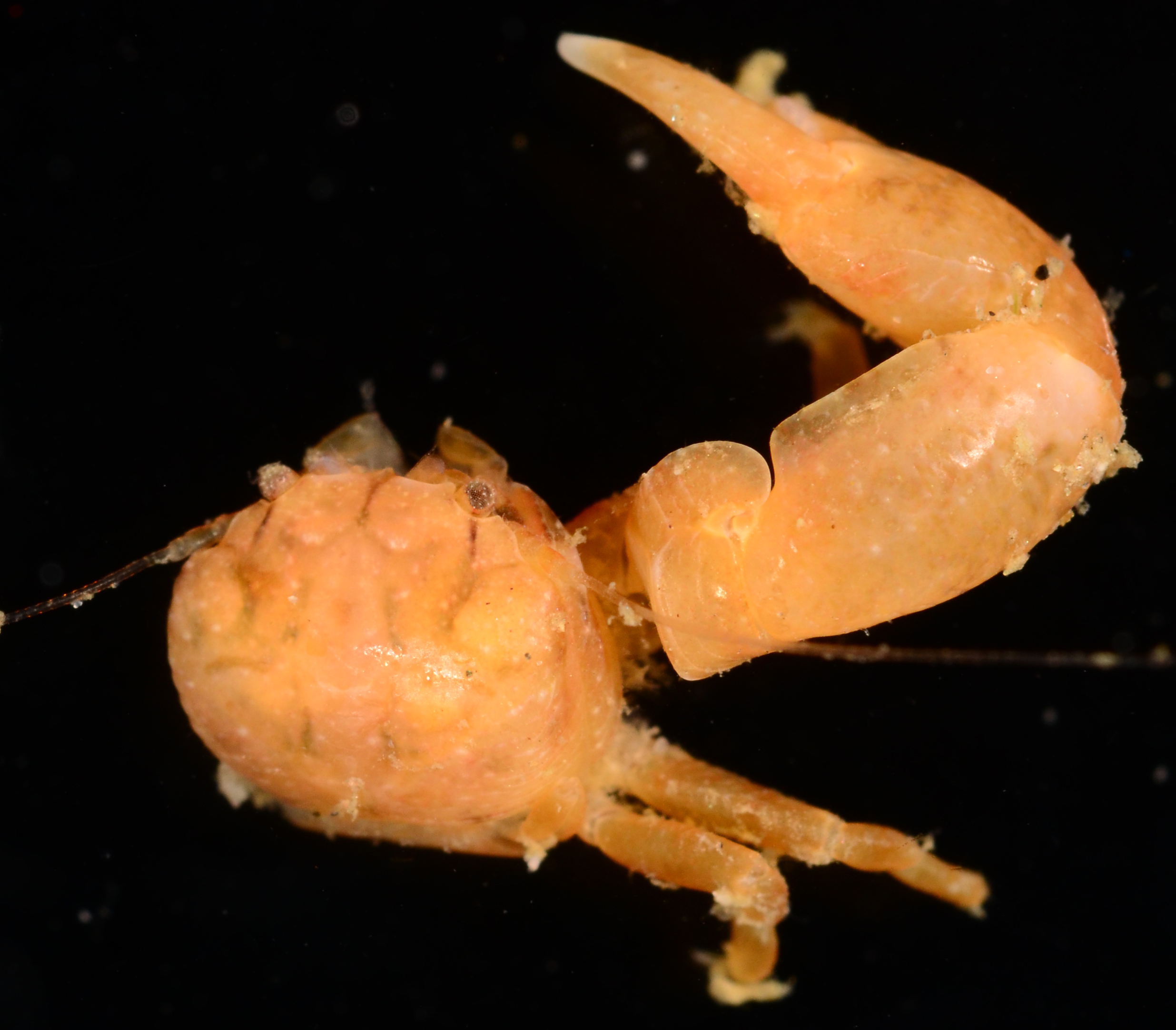 Polyonyx Stimpson, 1858