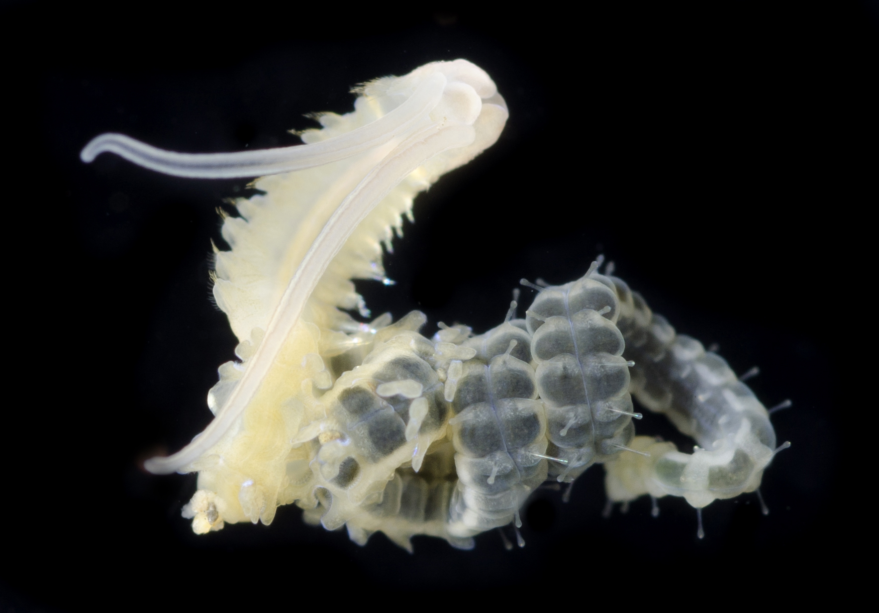 Phyllochaetopterus Grube, 1863