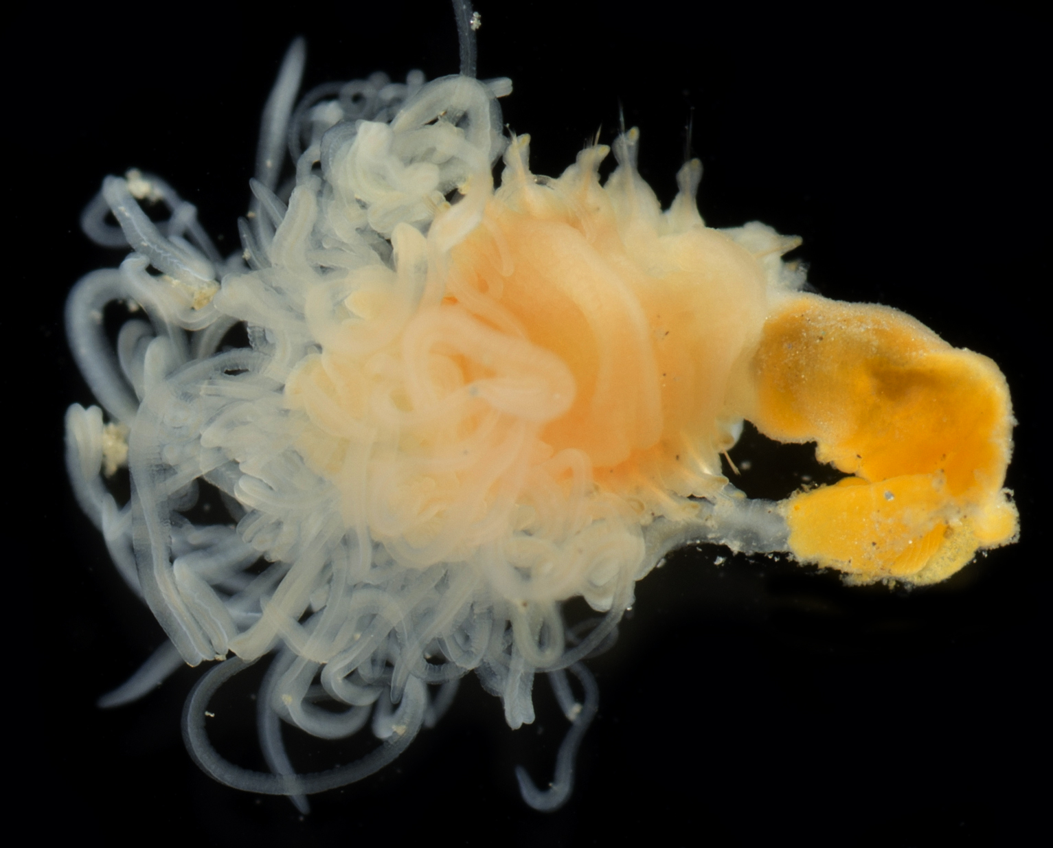 Polycirrus Grube, 1850