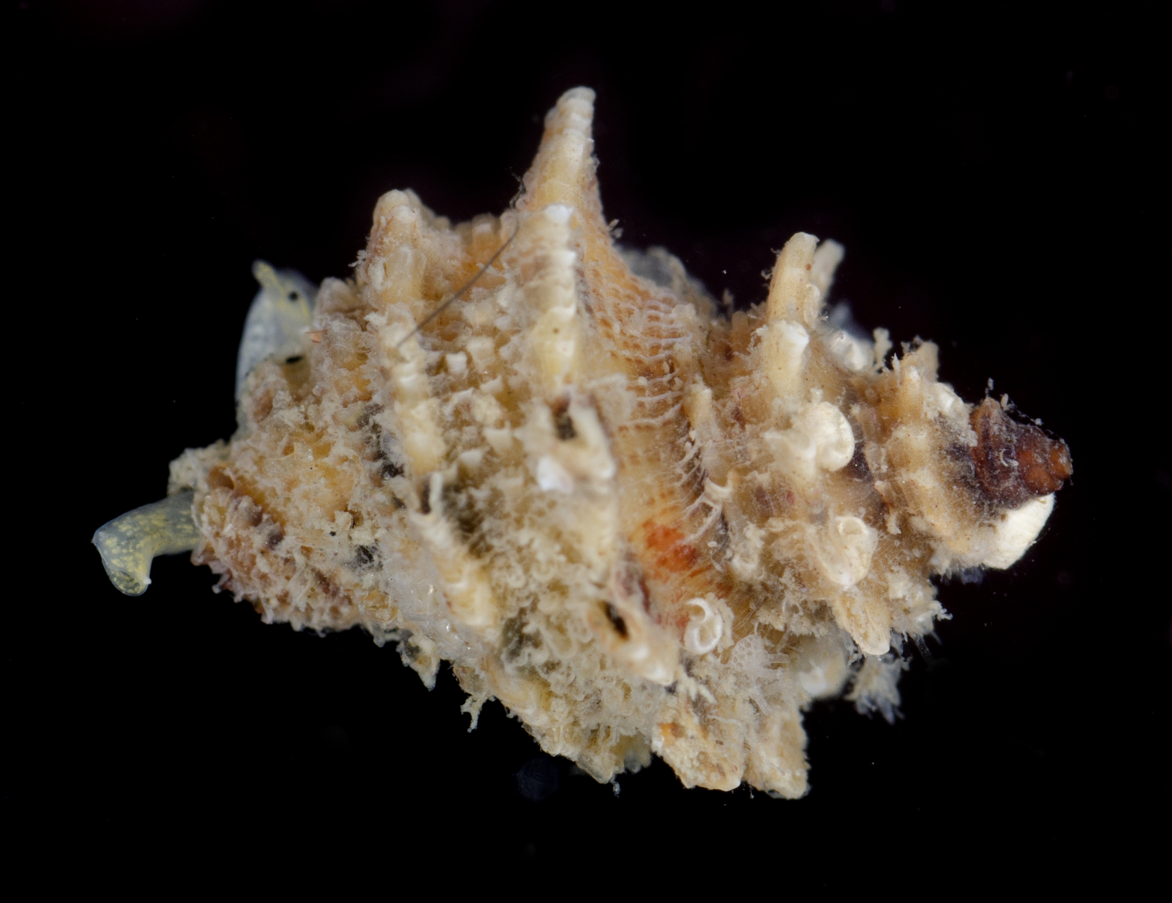 Indothais sacellum (Gmelin, 1791)