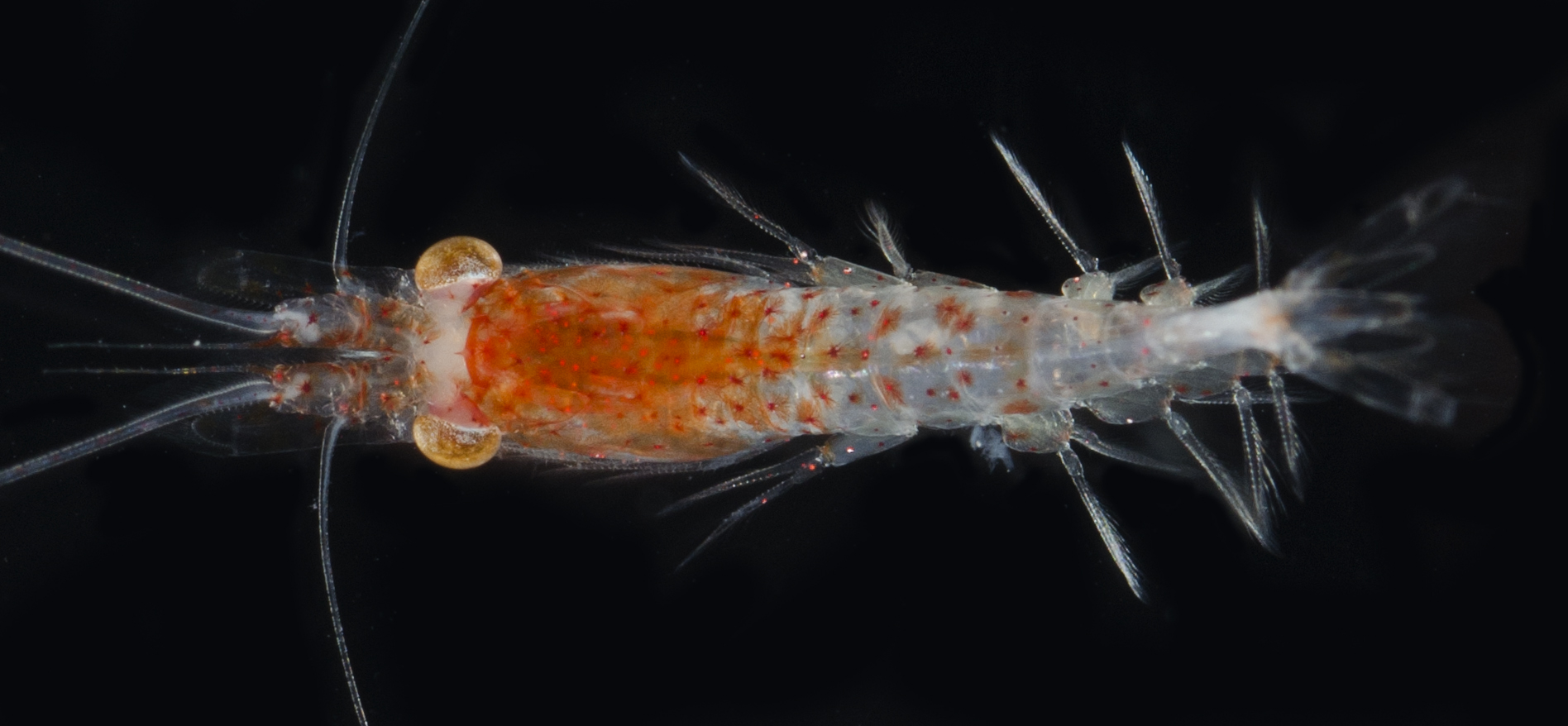 Sergestidae