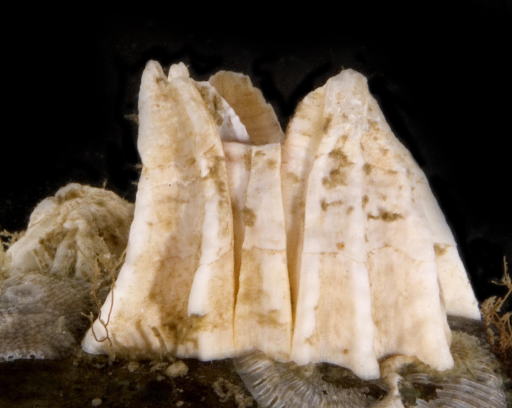 Balanus balanus (Linnaeus, 1758)