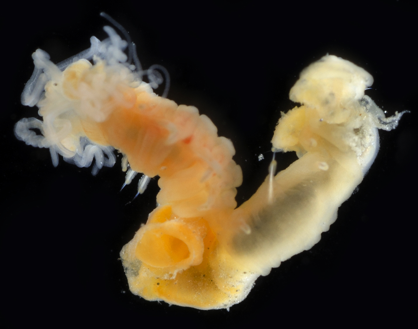 Polycirrus Grube, 1850