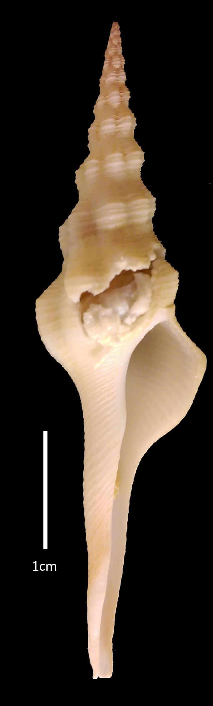 Fusinus colus (Linnaeus, 1758)