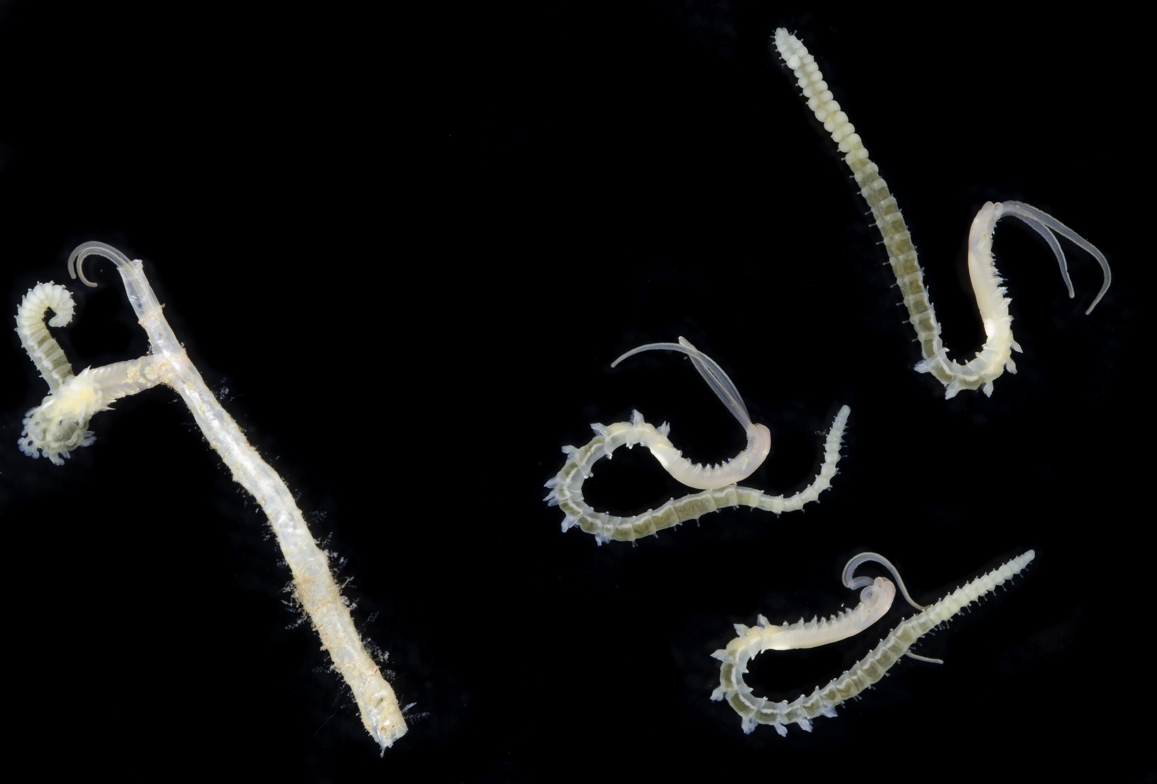 Phyllochaetopterus Grube, 1863