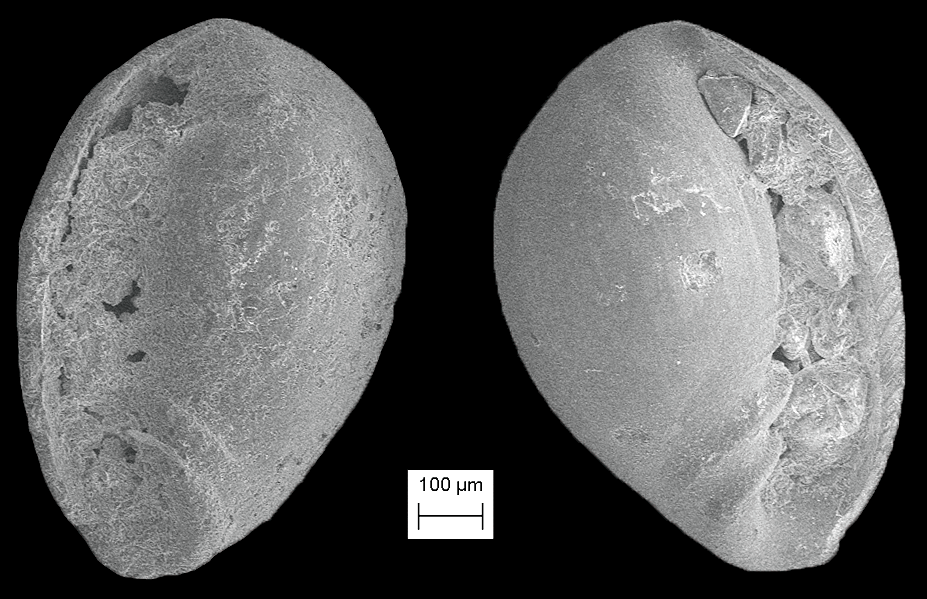 Pugnus lachrimula (Gould, 1862)