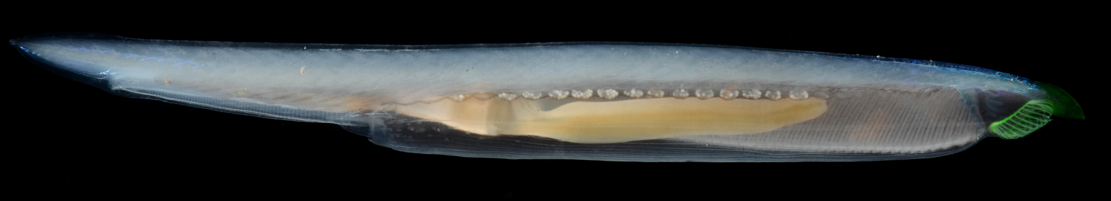 Branchiostomatidae