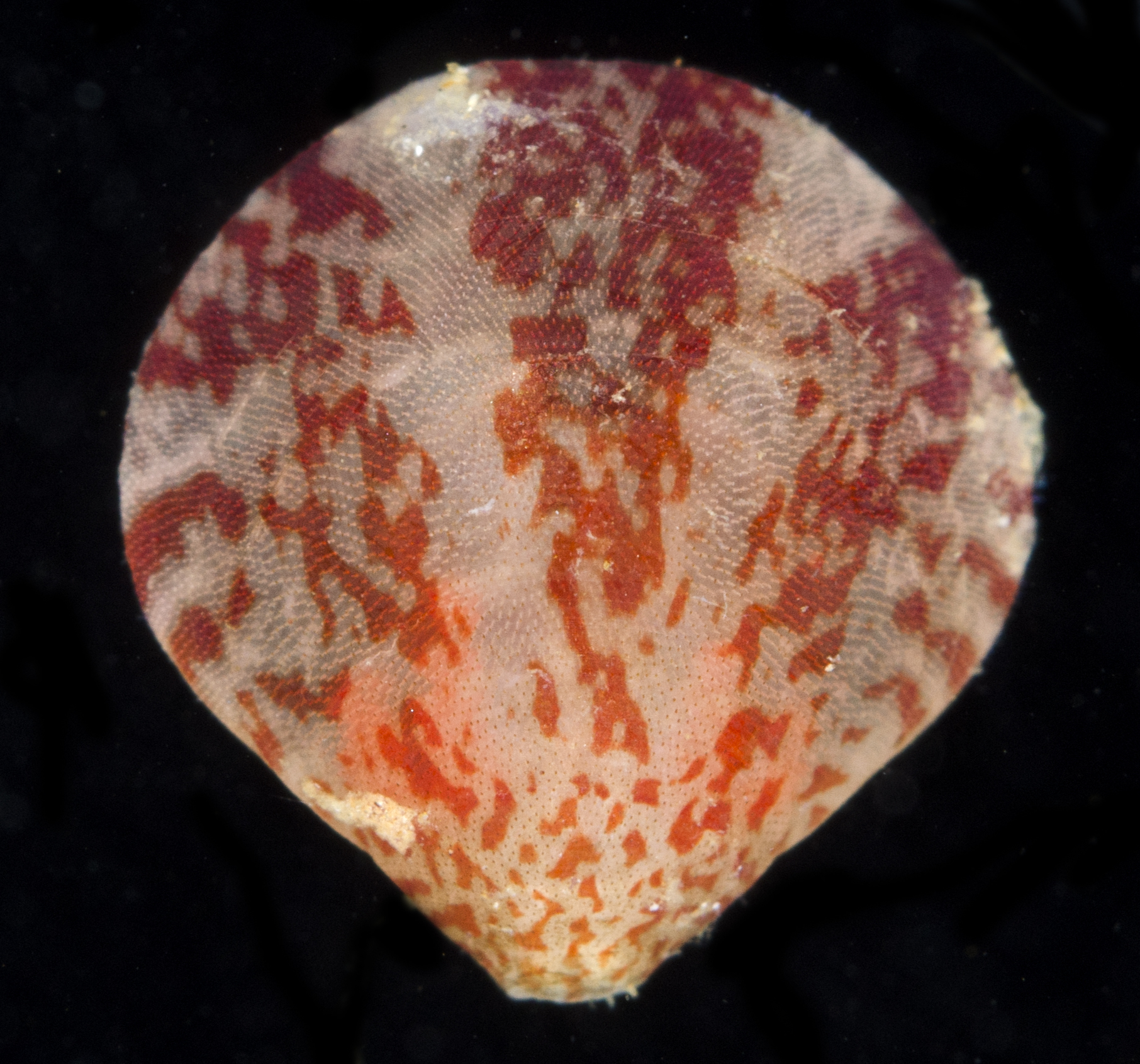 Frenulina sanguinolenta (Gmelin, 1791)