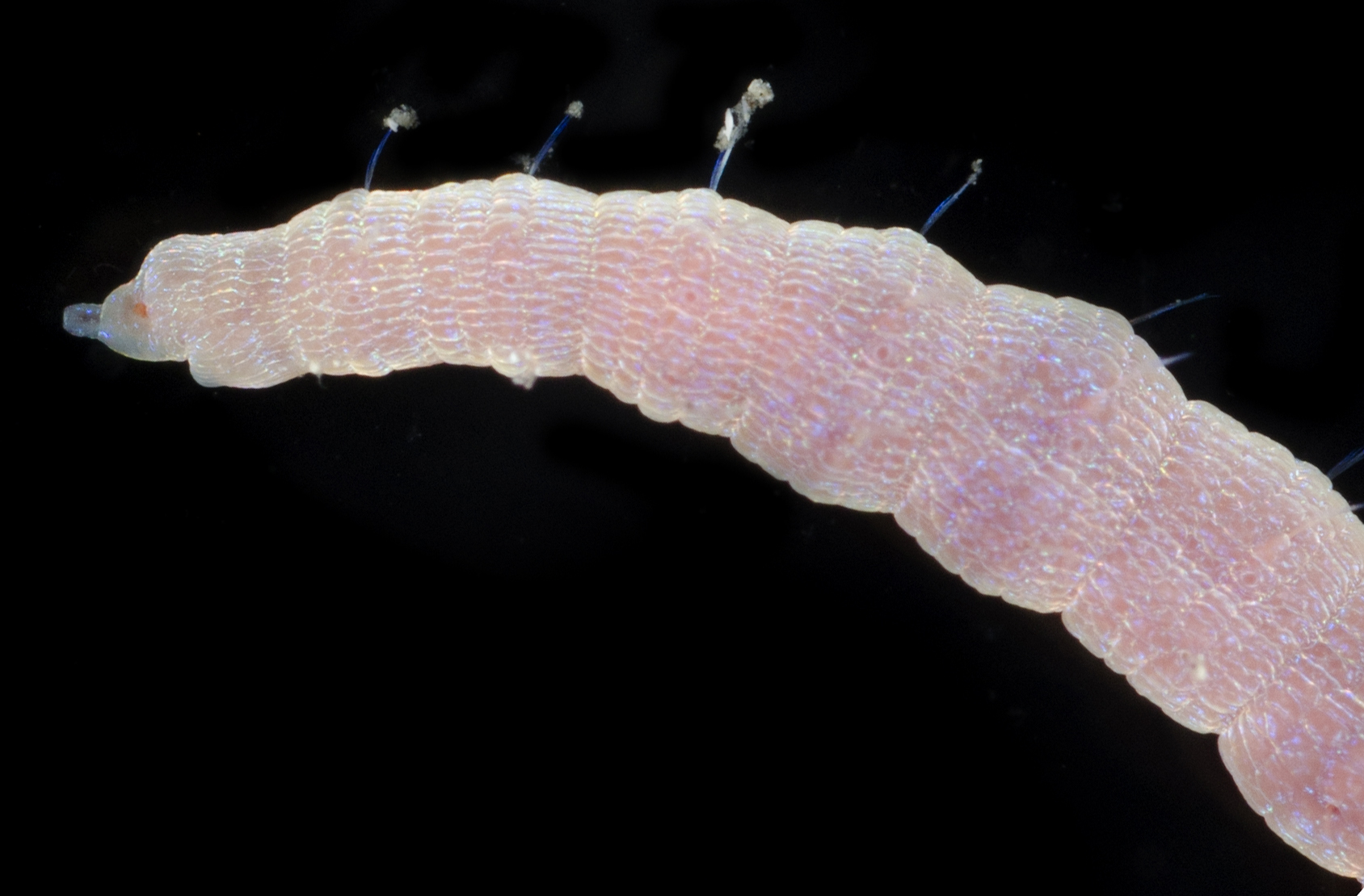 Notomastus M.Sars, 1851