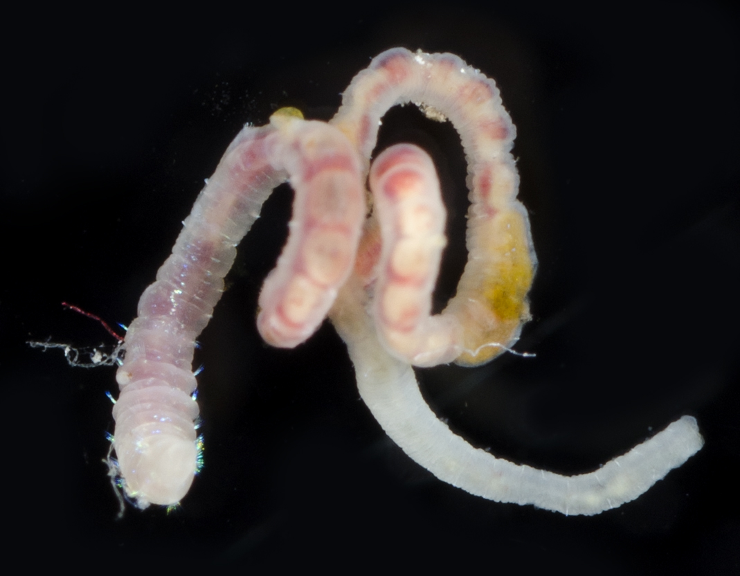 Capitella capitata (Fabricius, 1780)