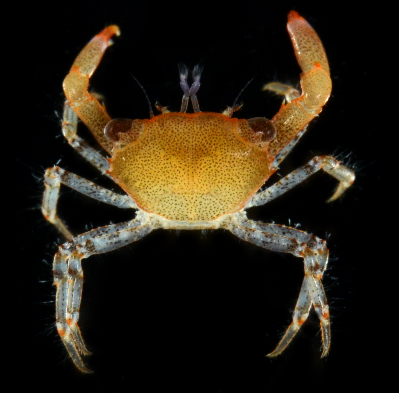 Tanaocheles Kropp, 1984