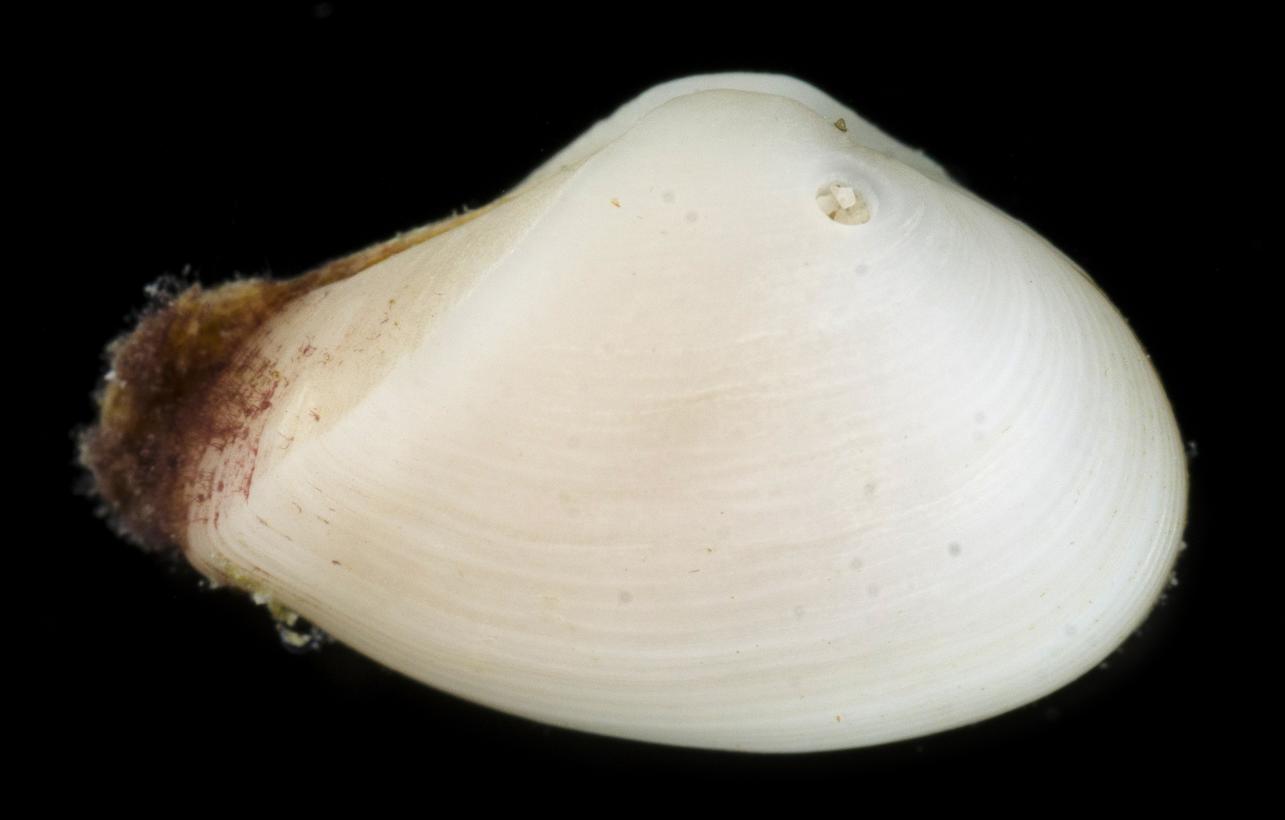 Corbula taitensis Lamarck, 1818