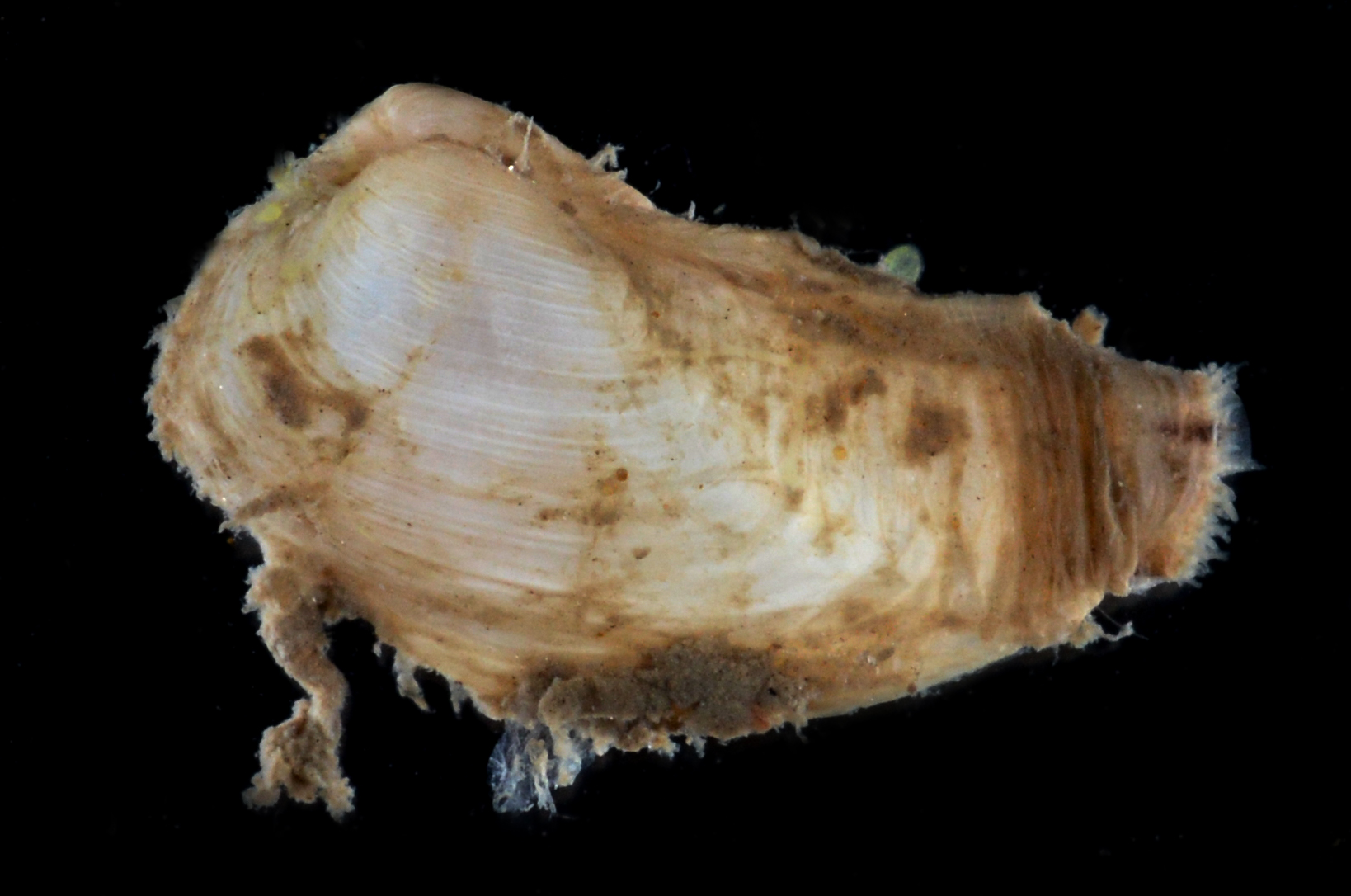 Sphenia W.Turton, 1822