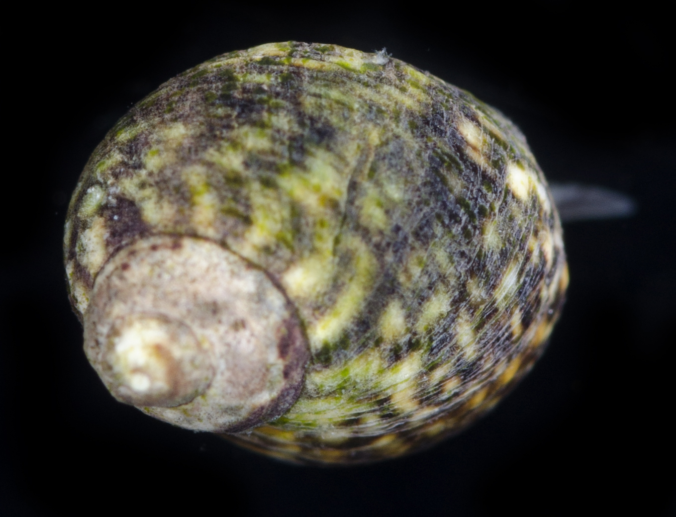 Littorina plena Gould, 1849