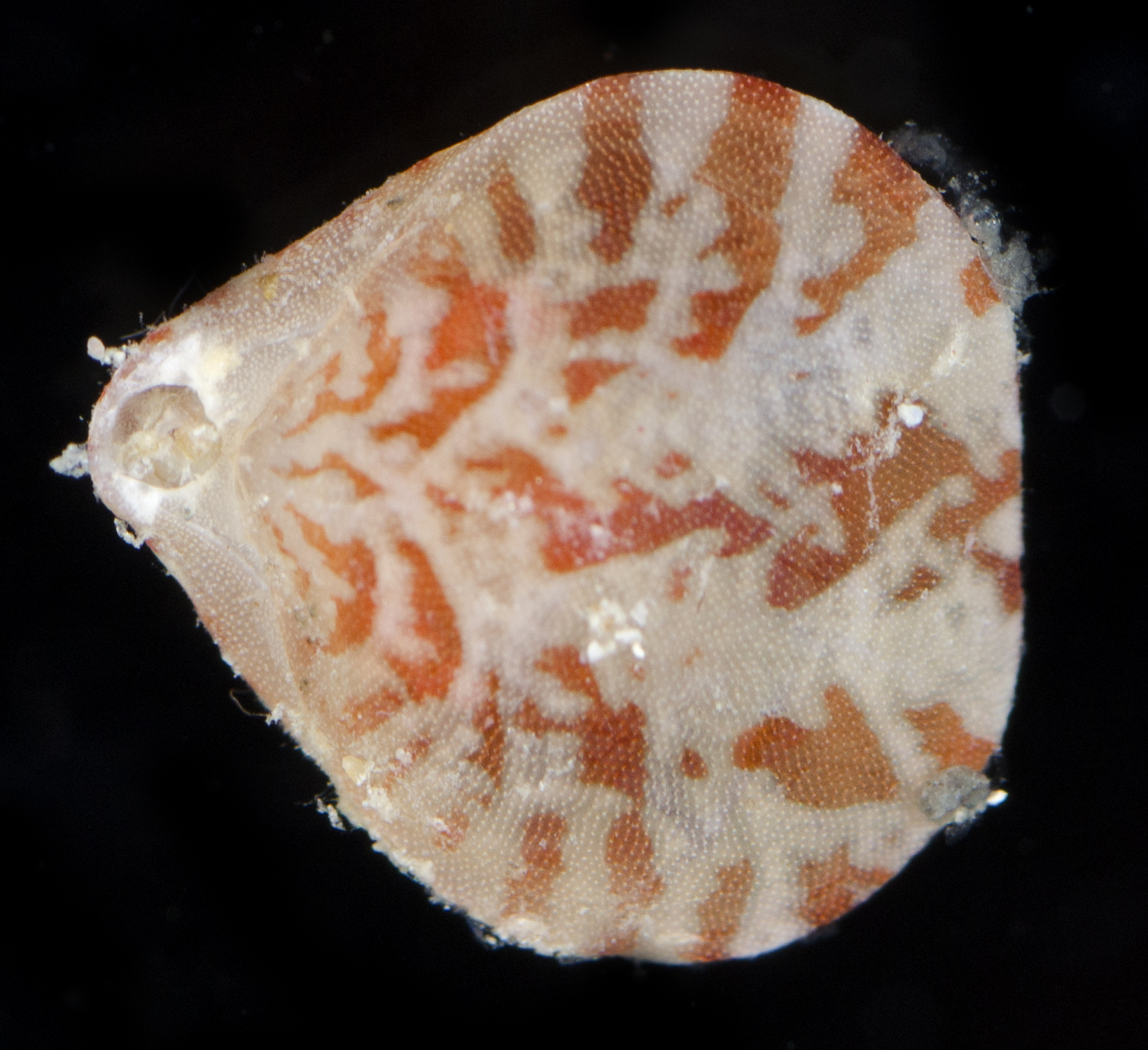 Frenulina sanguinolenta (Gmelin, 1791)