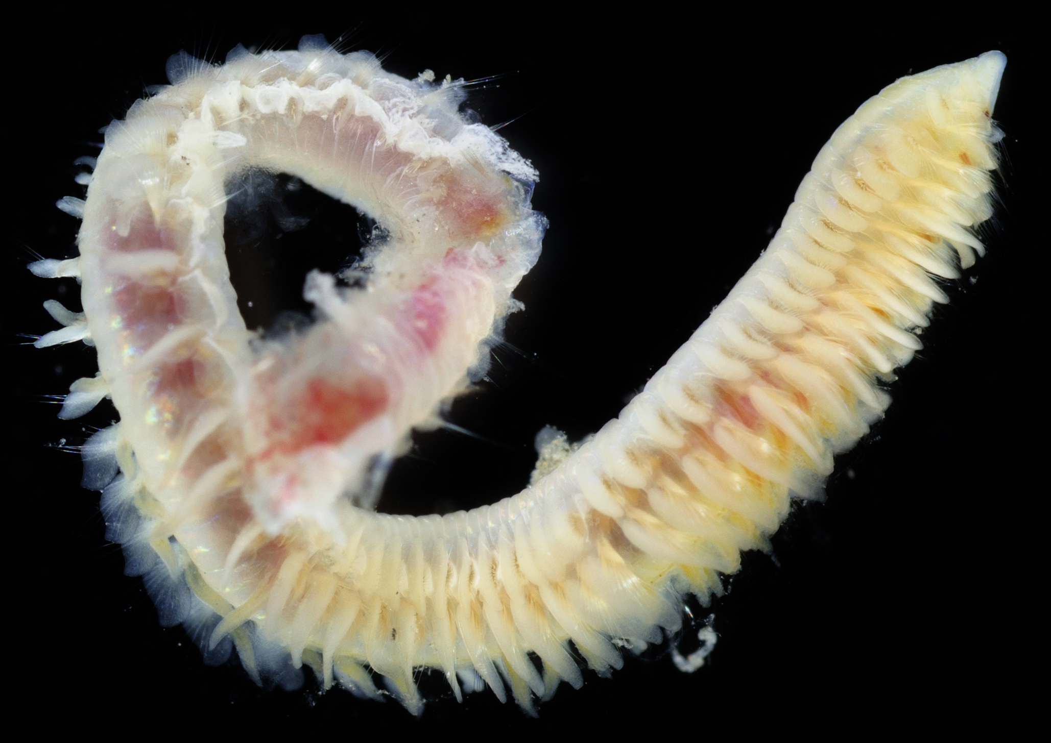 Laonice cirrata (M.Sars, 1851)