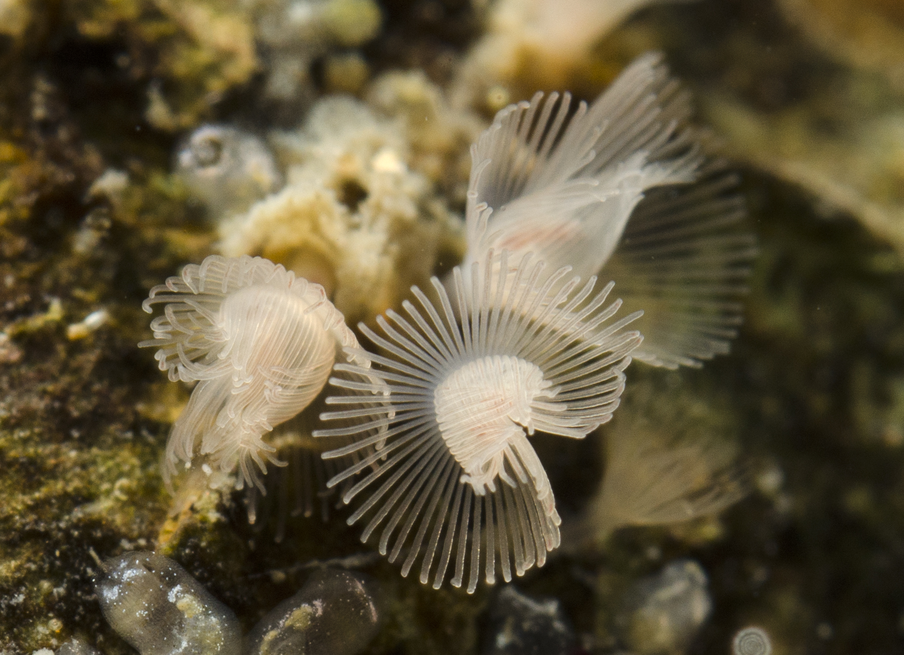 Phoronis psammophila Cori, 1889