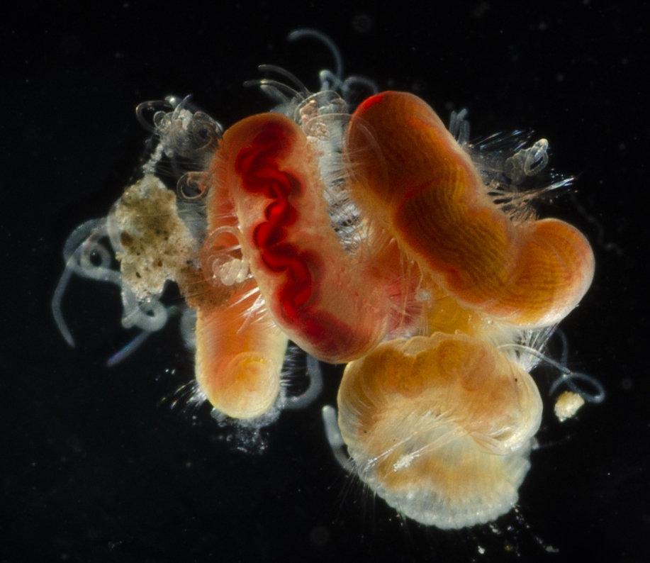 Aphelochaeta Blake, 1991