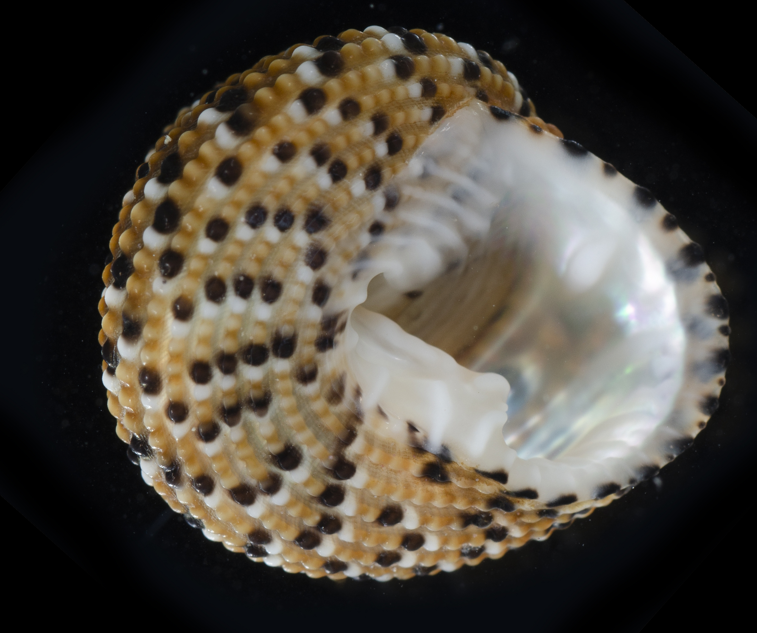 Clanculus margaritarius (Philippi, 1846)