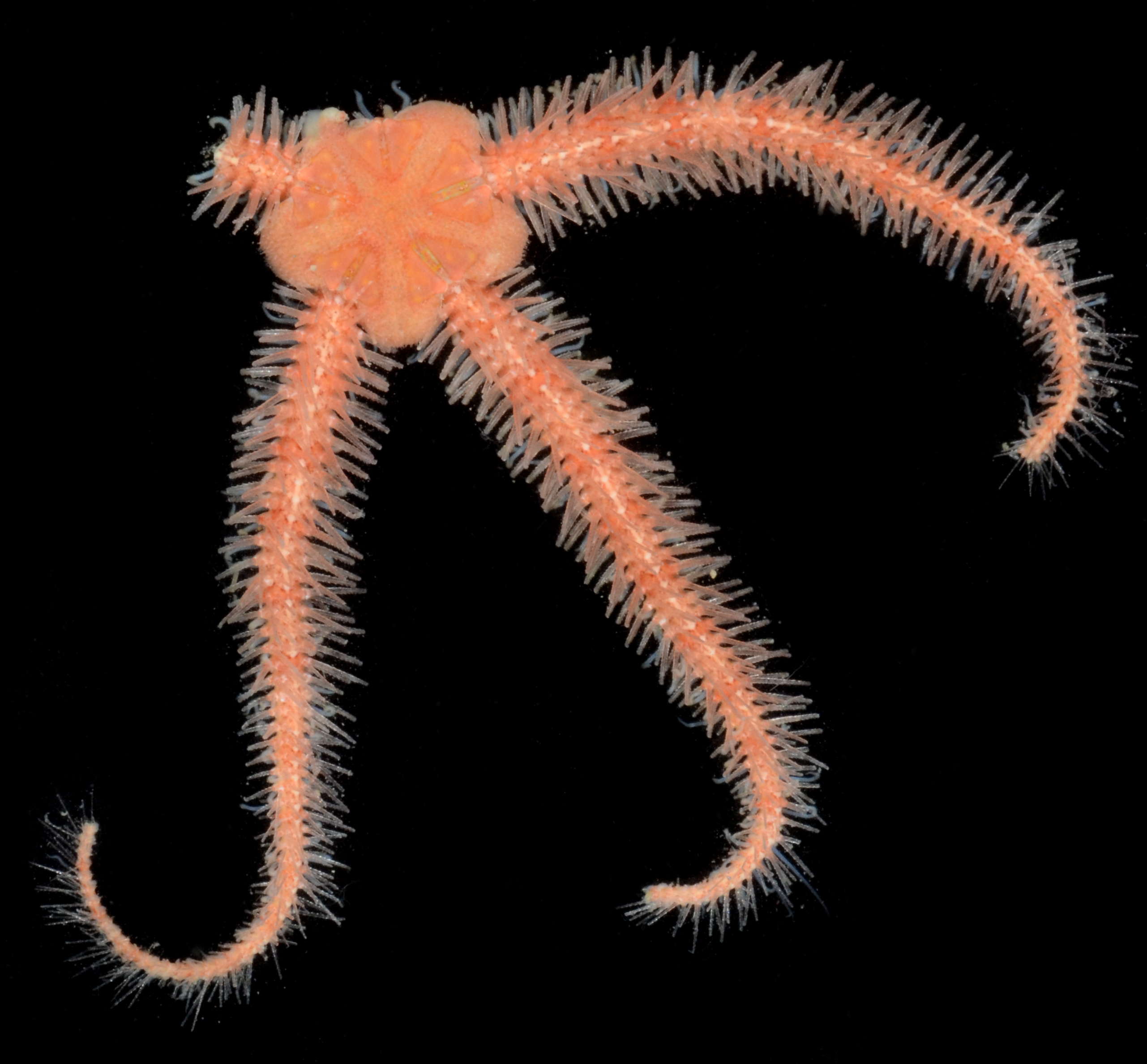 Ophiothrix angulata (Say, 1825)