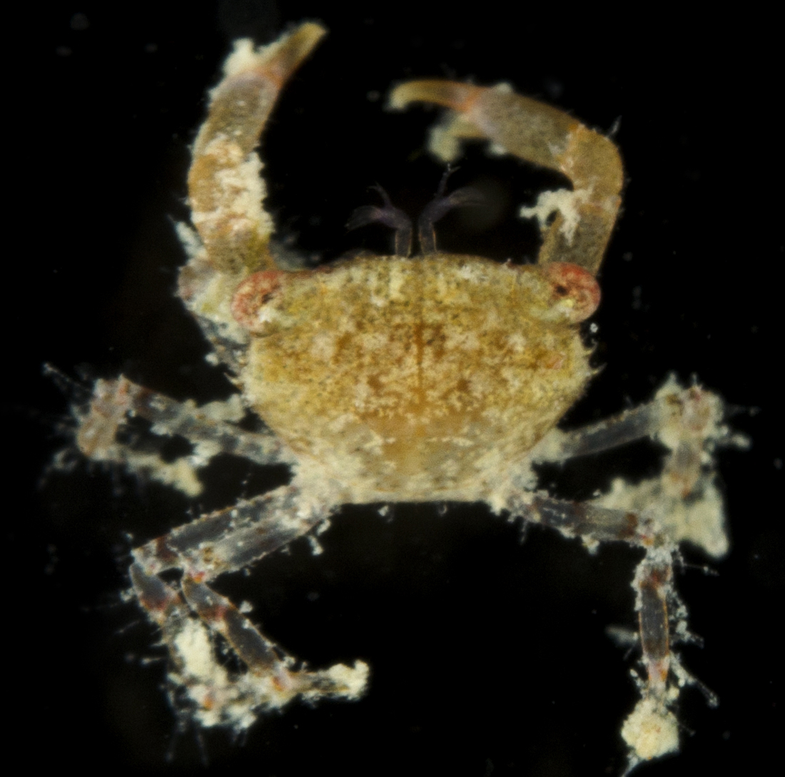 Tanaocheles Kropp, 1984