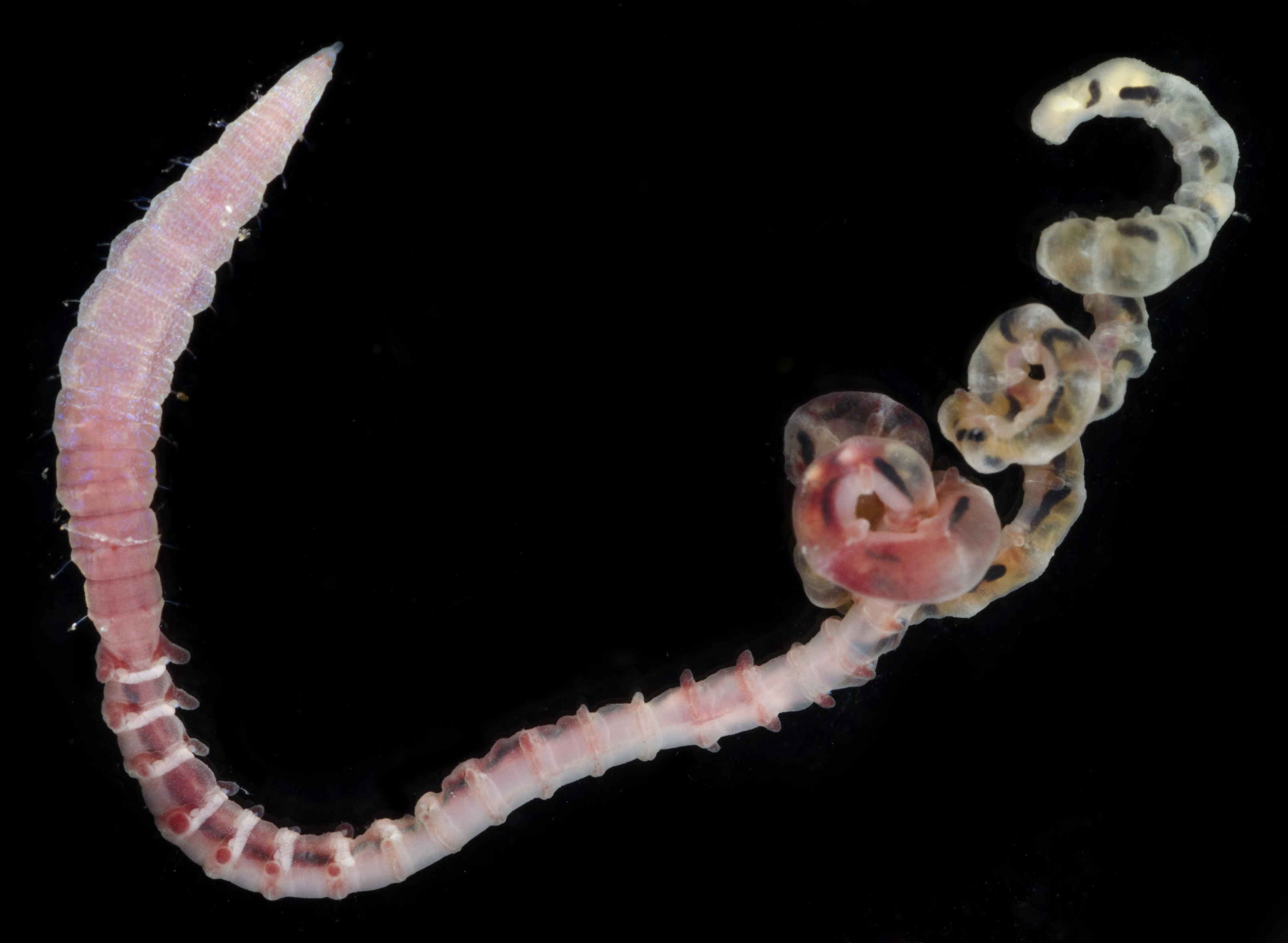 Notomastus M.Sars, 1851