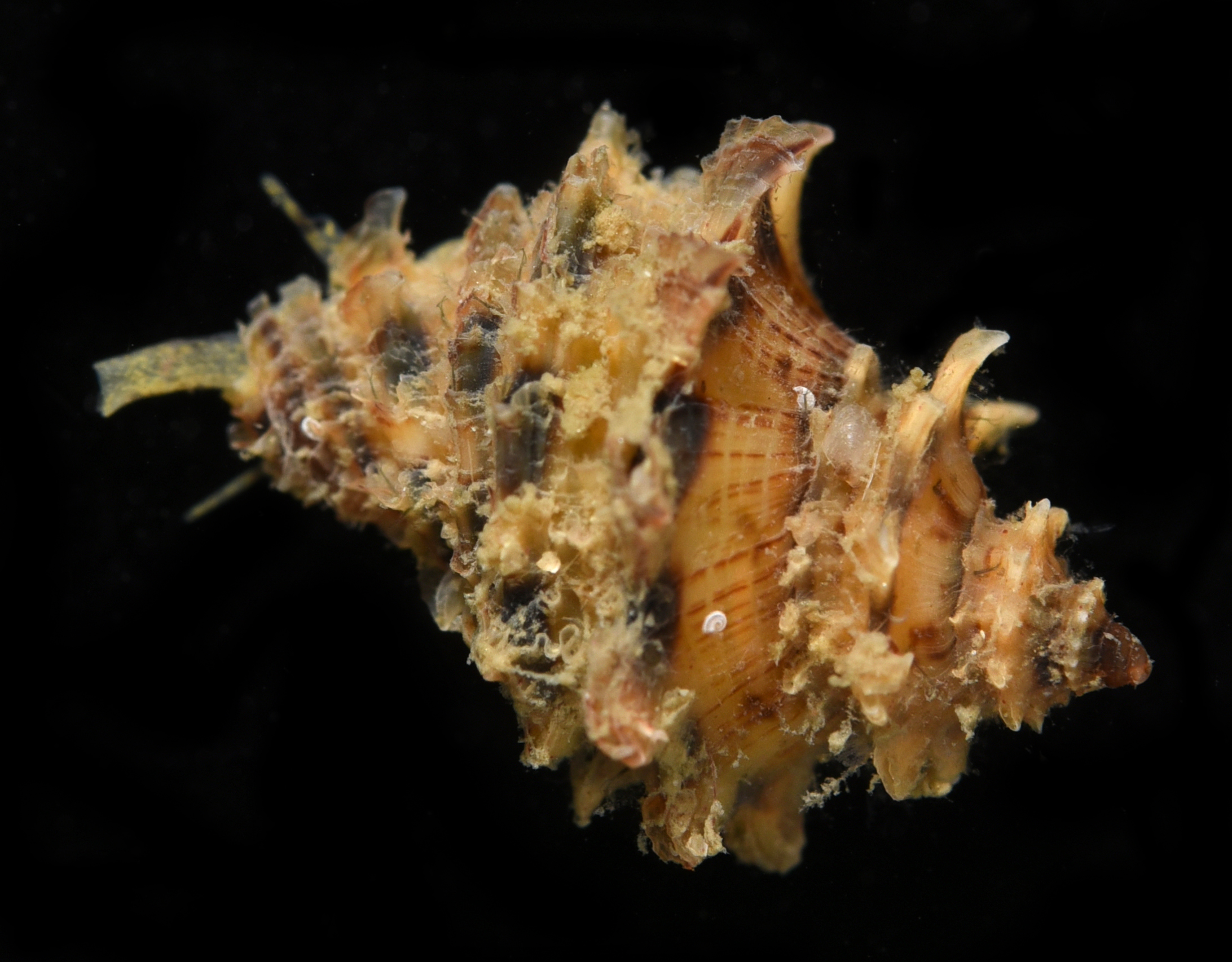 Indothais sacellum (Gmelin, 1791)