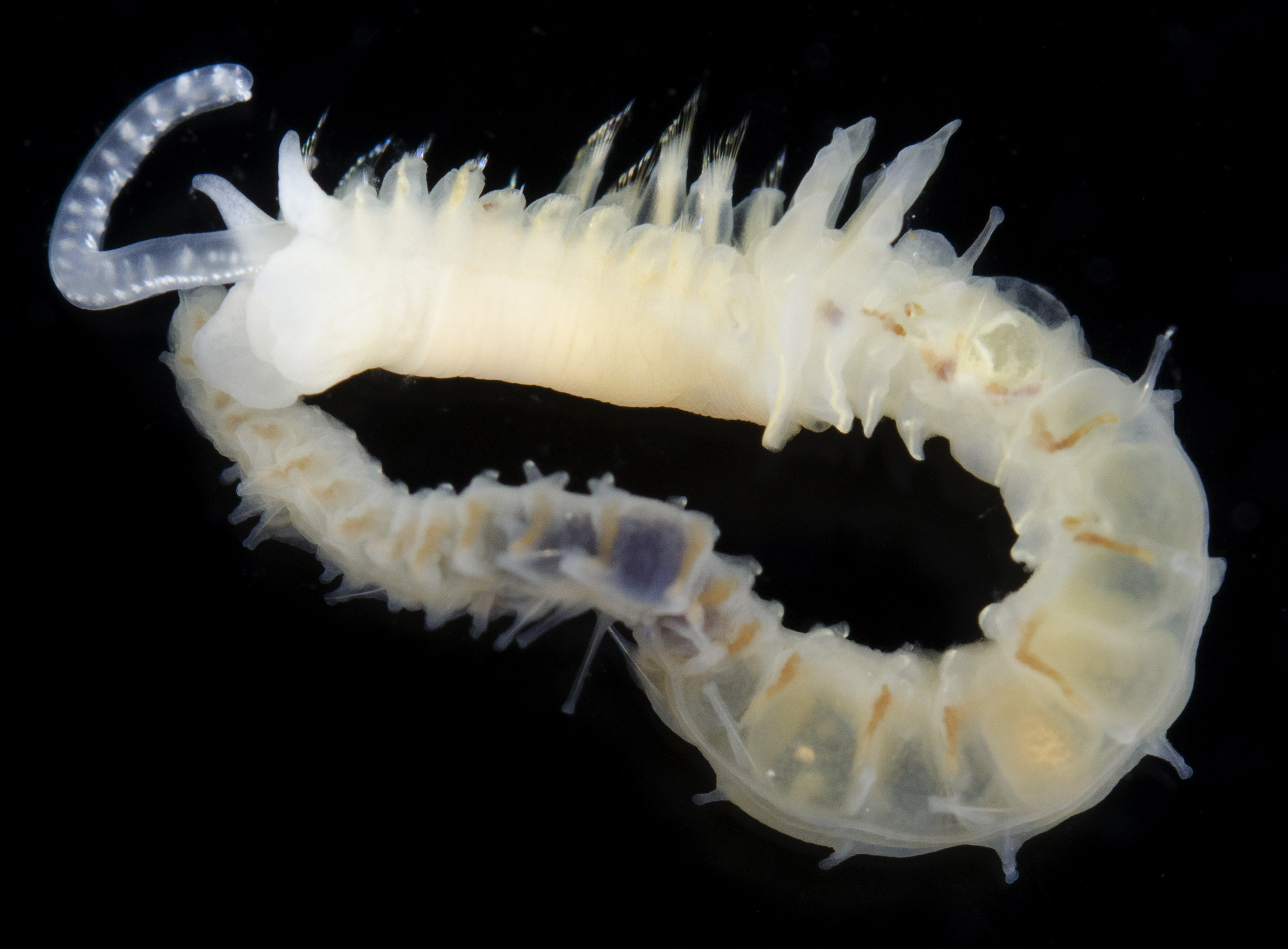 Phyllochaetopterus Grube, 1863